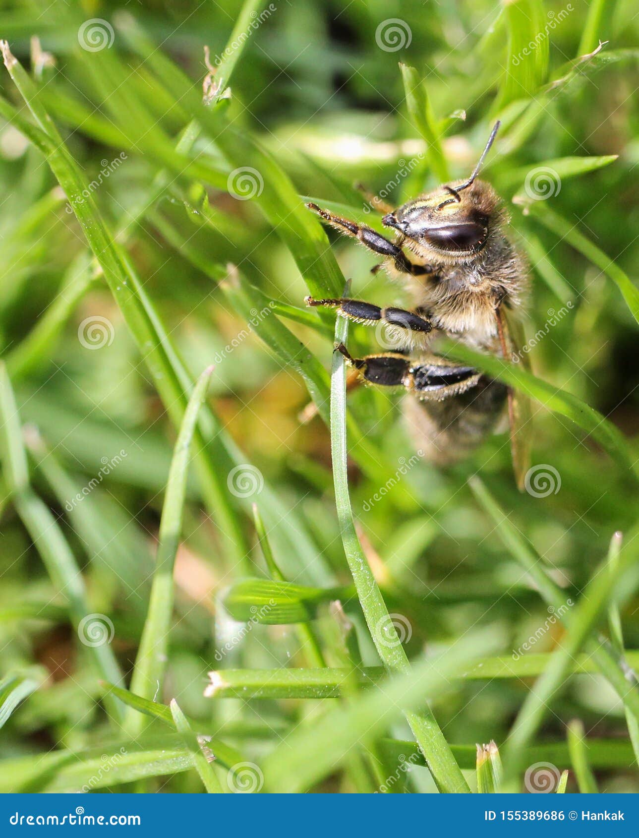 Bee is Sitting in the Grass Stock Photo - Image of flower, grass: 155389686