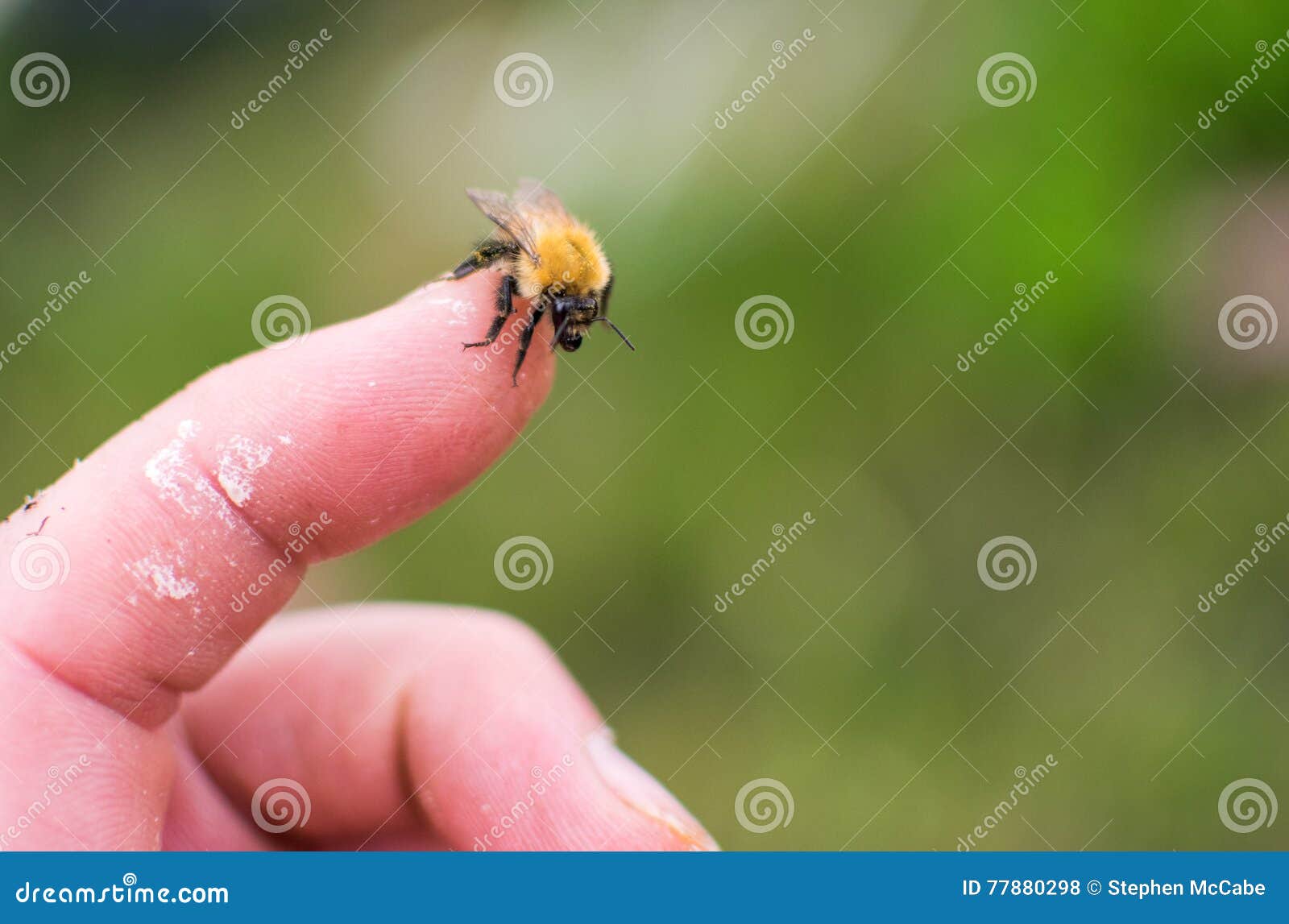 Bee Sitting on Human Finger Stock Photo - Image of hand, human: 77880298
