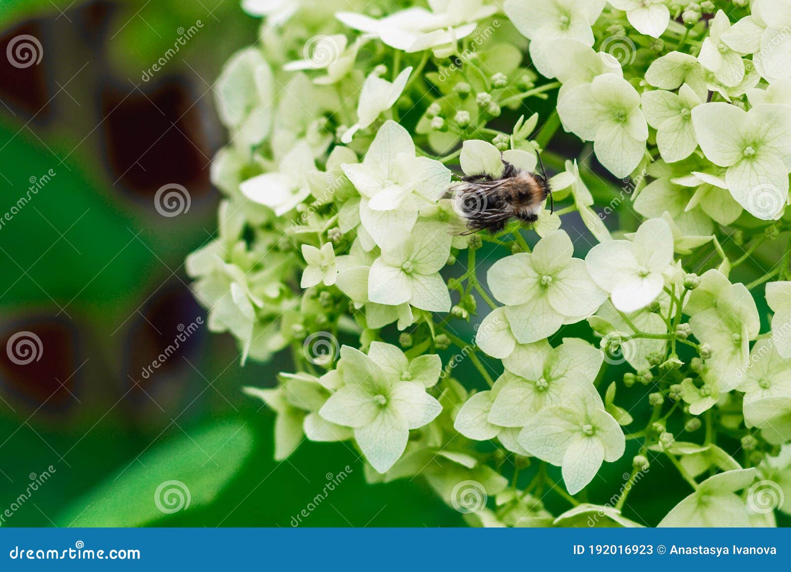 A Bee is Sitting on a Hydrangea Flower Stock Image - Image of green ...