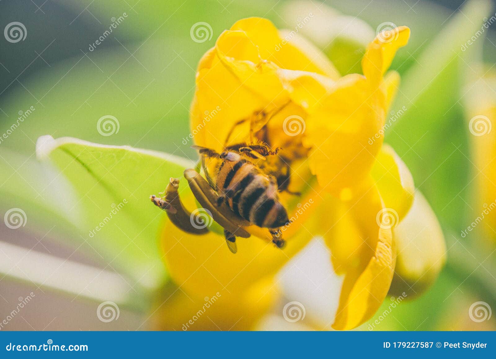 Bee Sitting Inside a Flower Stock Image - Image of arthropod ...