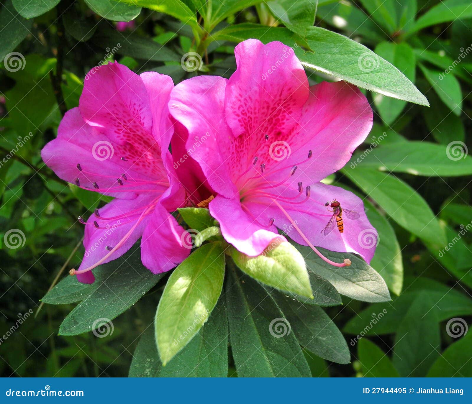 A Bee Sitting on the Stamen of the Blooming Azalea Stock Image - Image ...