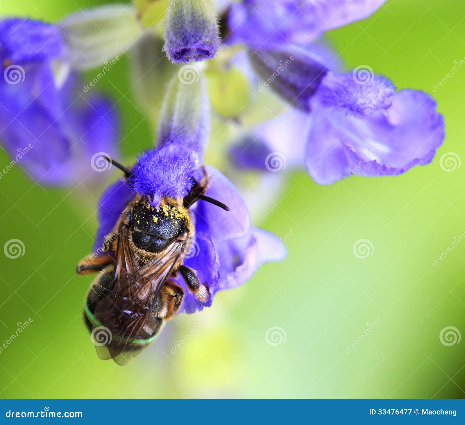 Bee sitting on wild flower stock image. Image of nature - 33476477