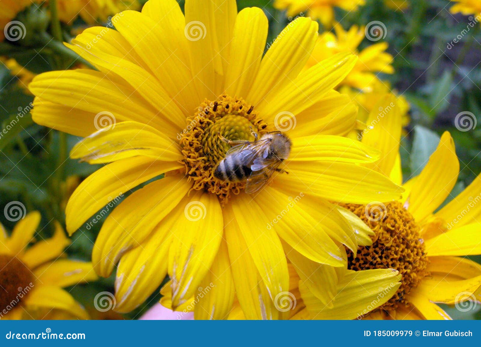 Bee Sitting on a Yellow Flower, Pollination Stock Image - Image of ...