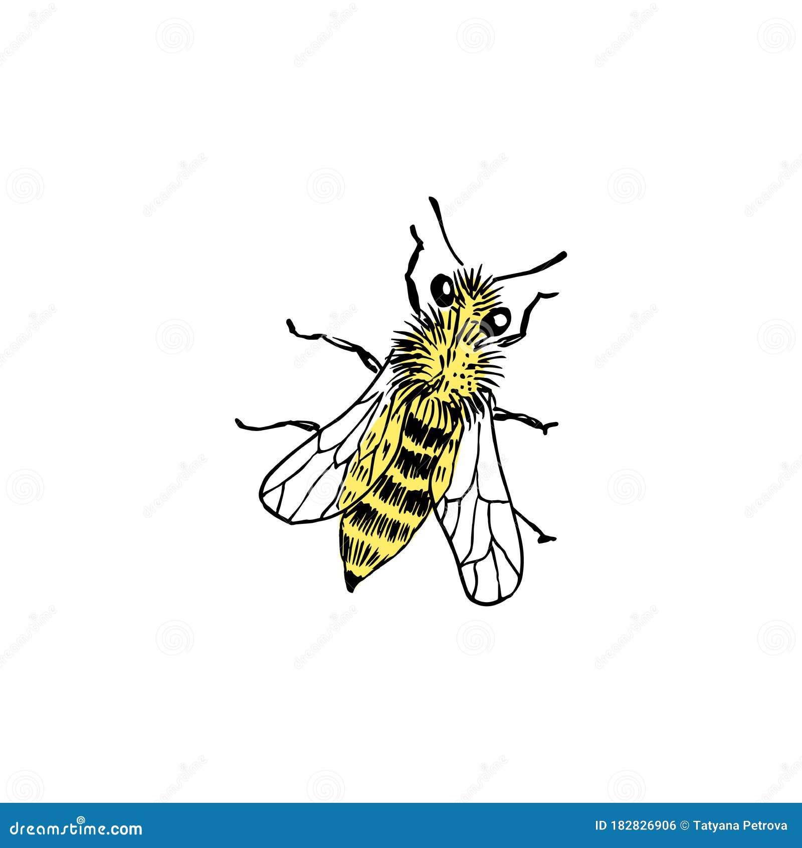 Bee Sketch. Hand-drawn Vector Illustration. Isolated on White Stock ...