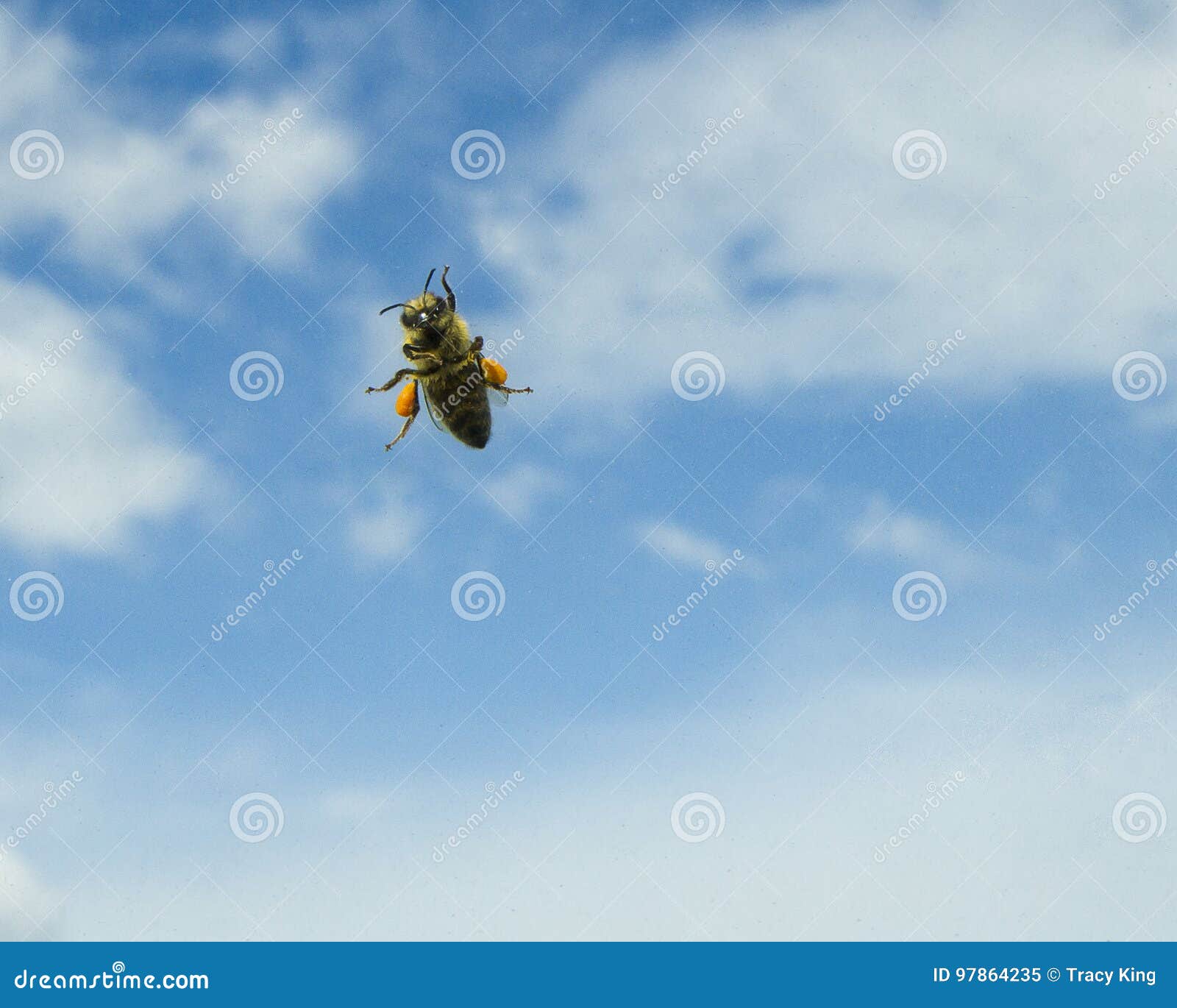 Bee in the sky stock image. Image of beekeeping, outside - 97864235