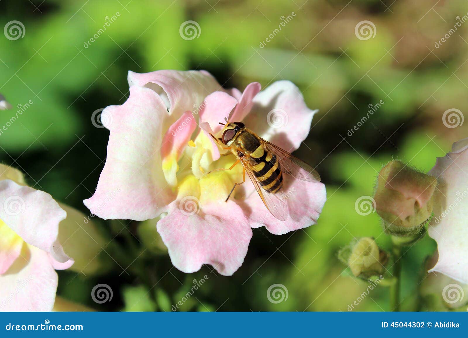 Bee on a snapdragons stock photo. Image of flower, colorful - 45044302