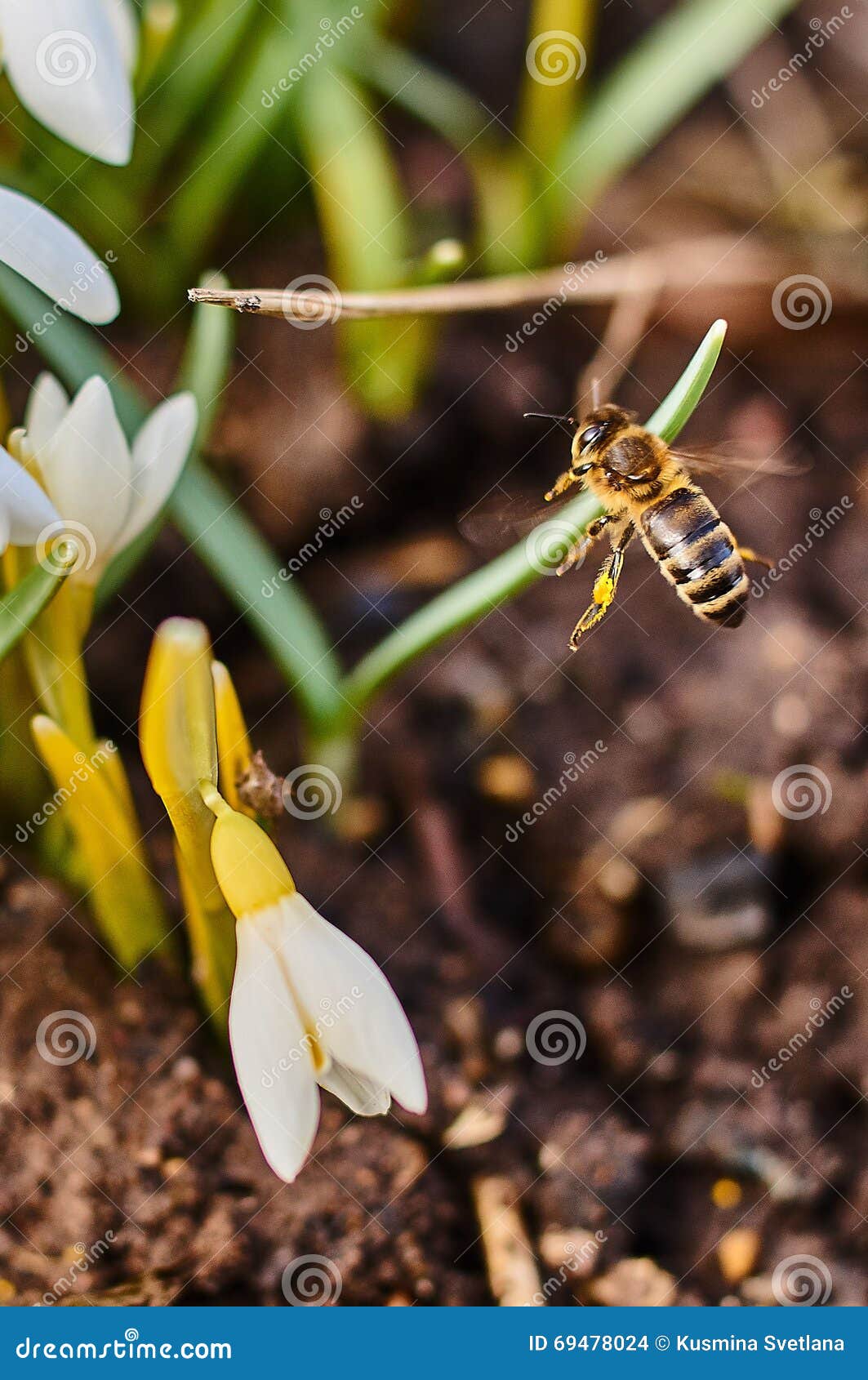 A Bee on a Snowdrop in Spring. Stock Photo - Image of nature, early ...
