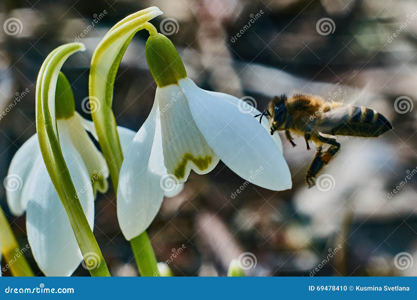 A Bee on a Snowdrop in Spring. Stock Photo - Image of snowdrop, gather ...