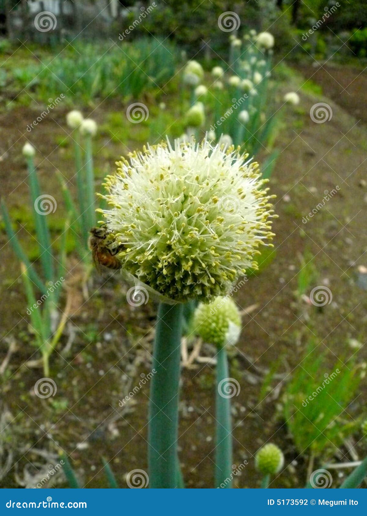 Bee and some vegetables stock photo. Image of industry - 5173592