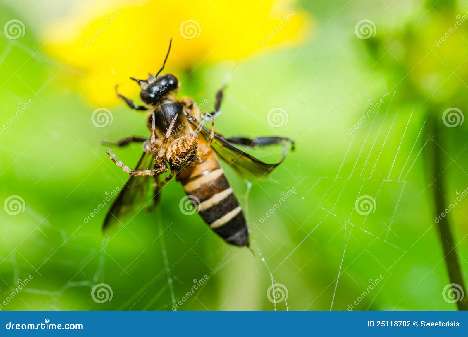 Bee and Spider Macro in Green Nature Stock Photo - Image of worker ...