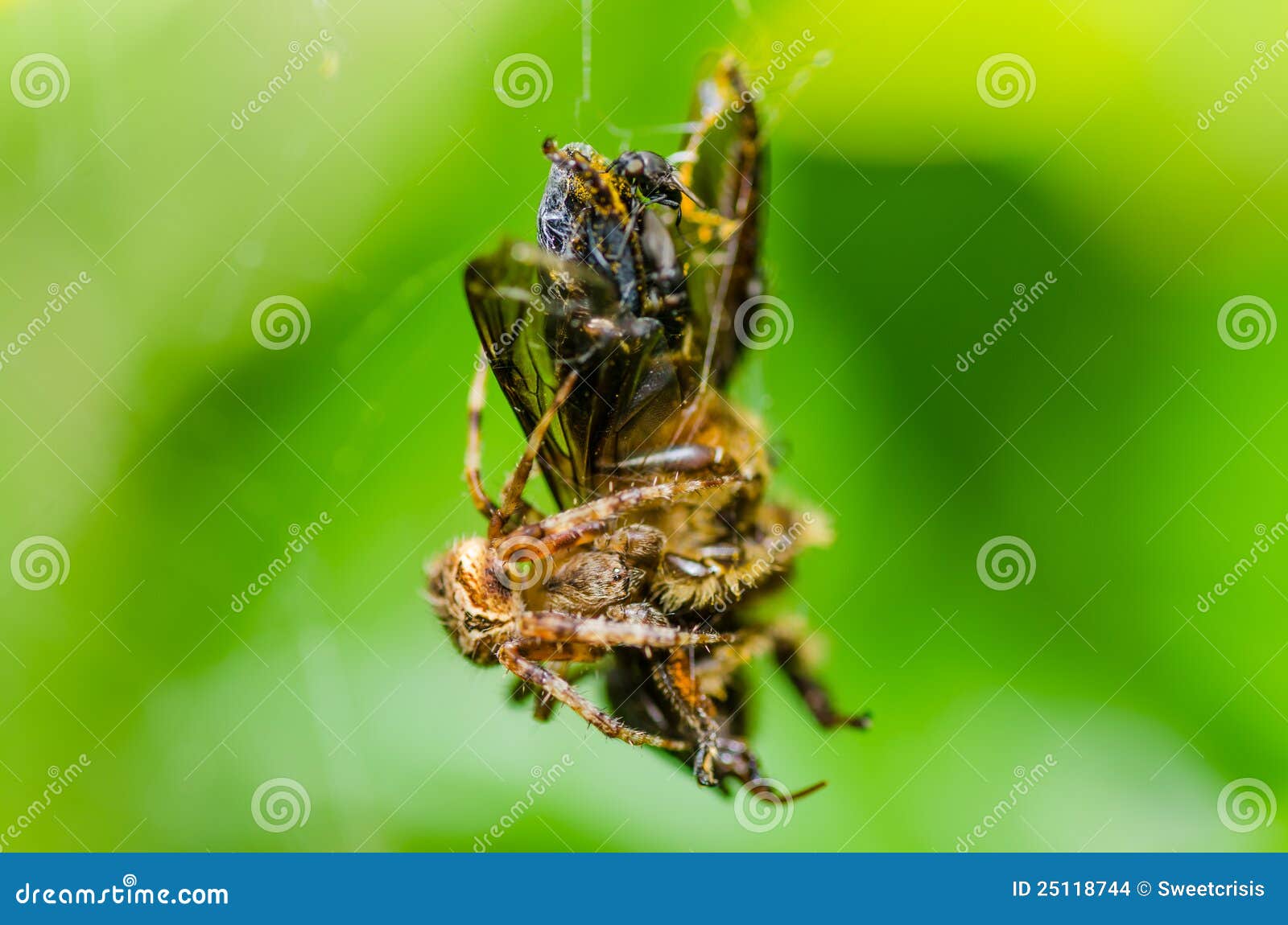 Bee and Spider Macro in Green Nature Stock Photo - Image of nimal ...