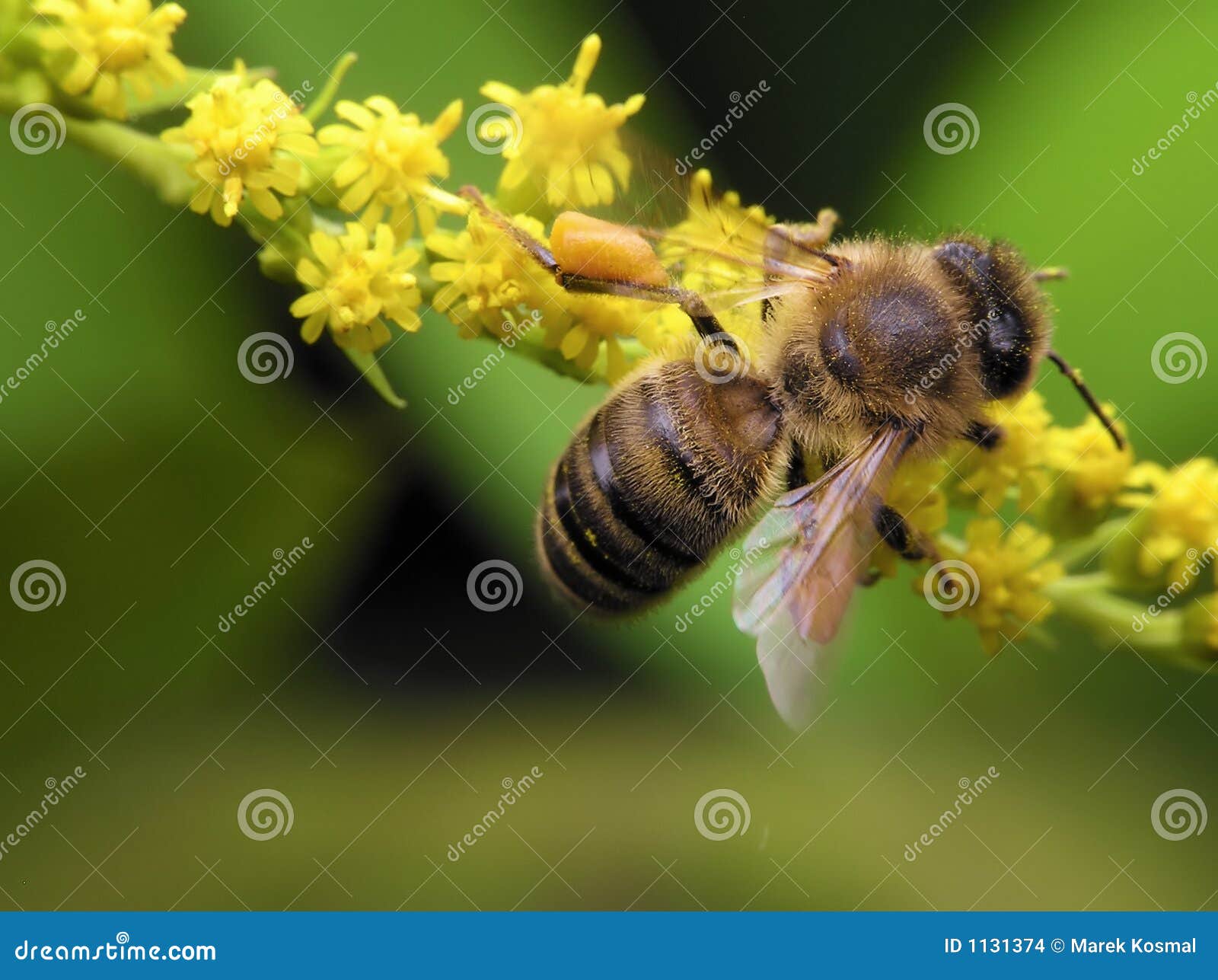 Bee in spring stock photo. Image of bees, bouquet, close - 1131374