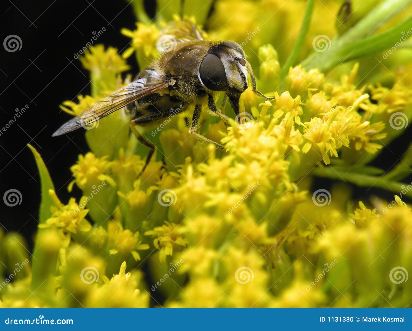Bee in spring stock photo. Image of plants, nature, blooming - 1131380