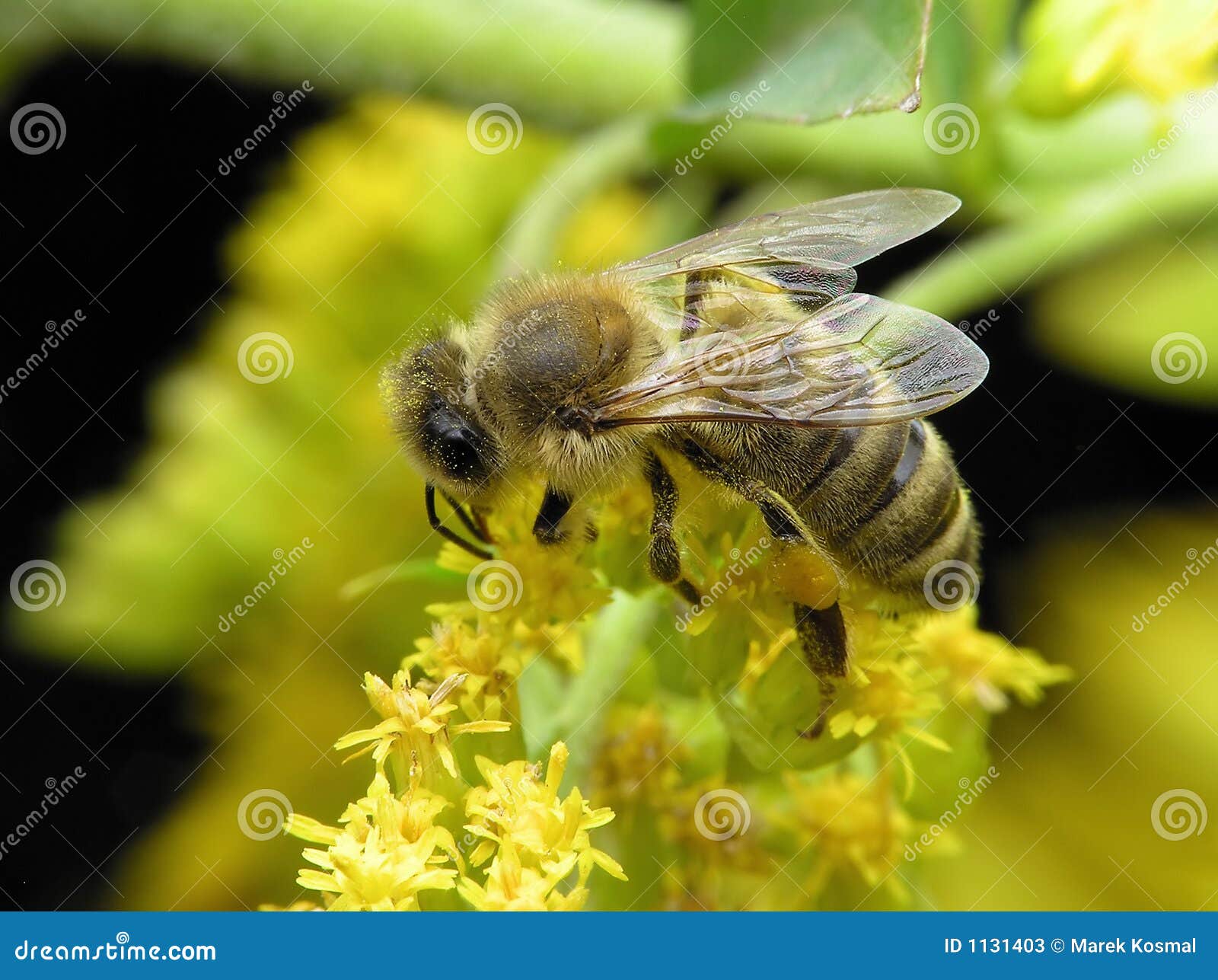 Bee in spring stock image. Image of wild, working, yelow - 1131403