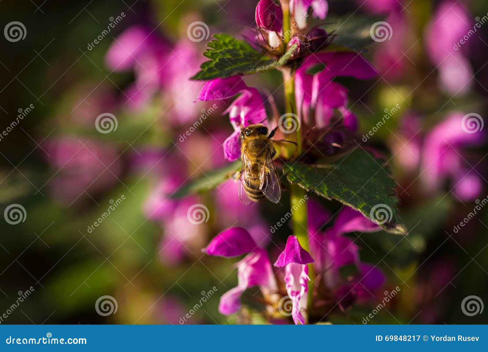 Bee on Spring Blossom Flower Stock Image - Image of time, nature: 69848217