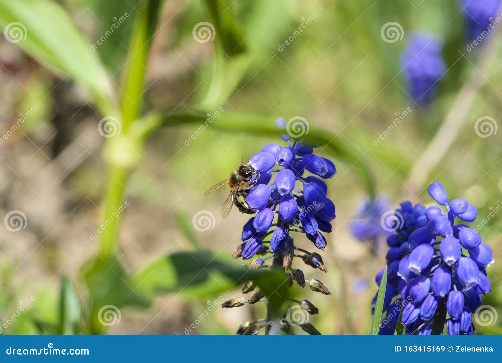 Bee in spring flower stock image. Image of country, cricket - 163415169
