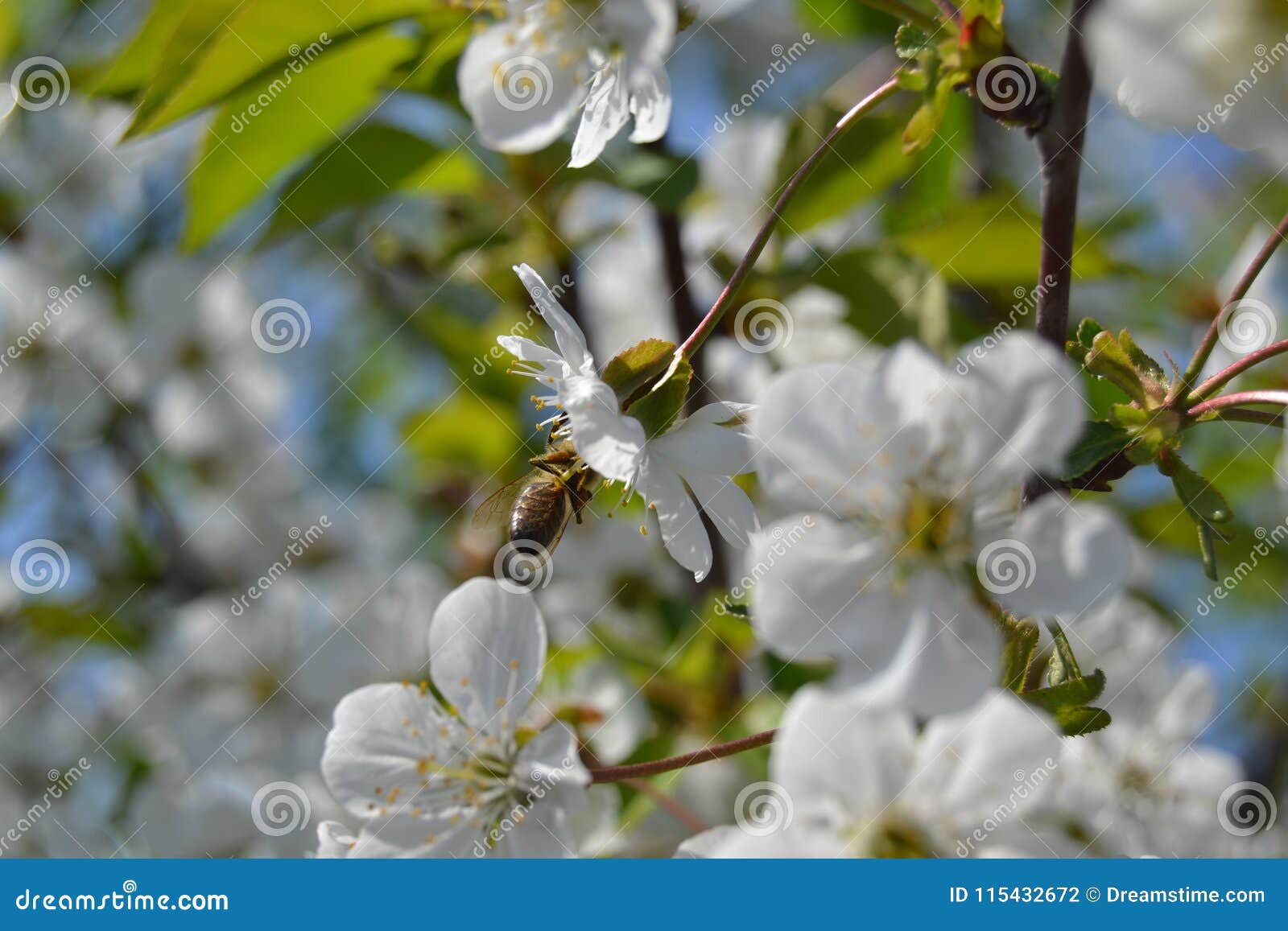 Bee on a spring flower stock photo. Image of nature - 115432672