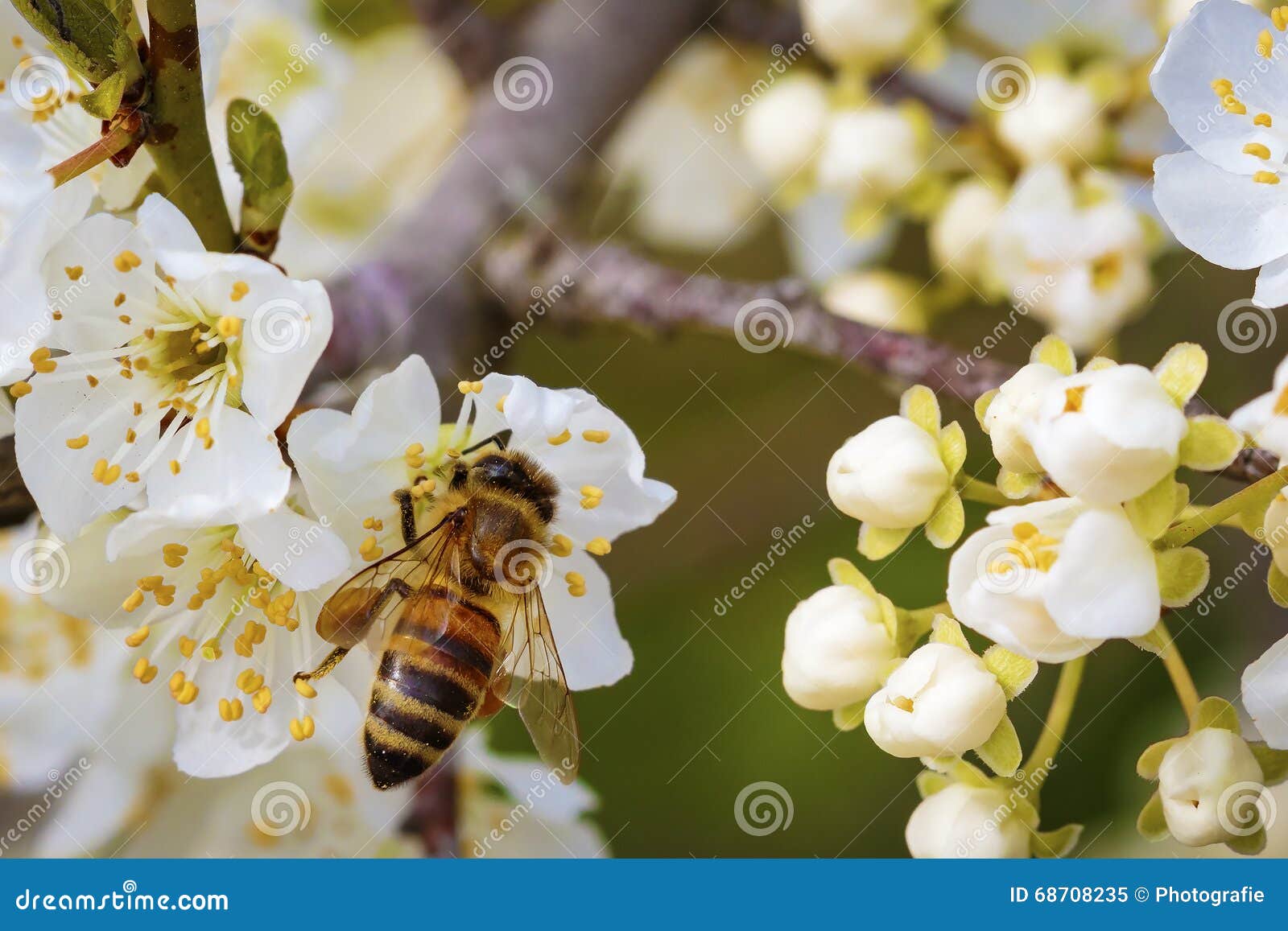 Bee on a Spring Flower Collecting Pollen Stock Image - Image of macro ...