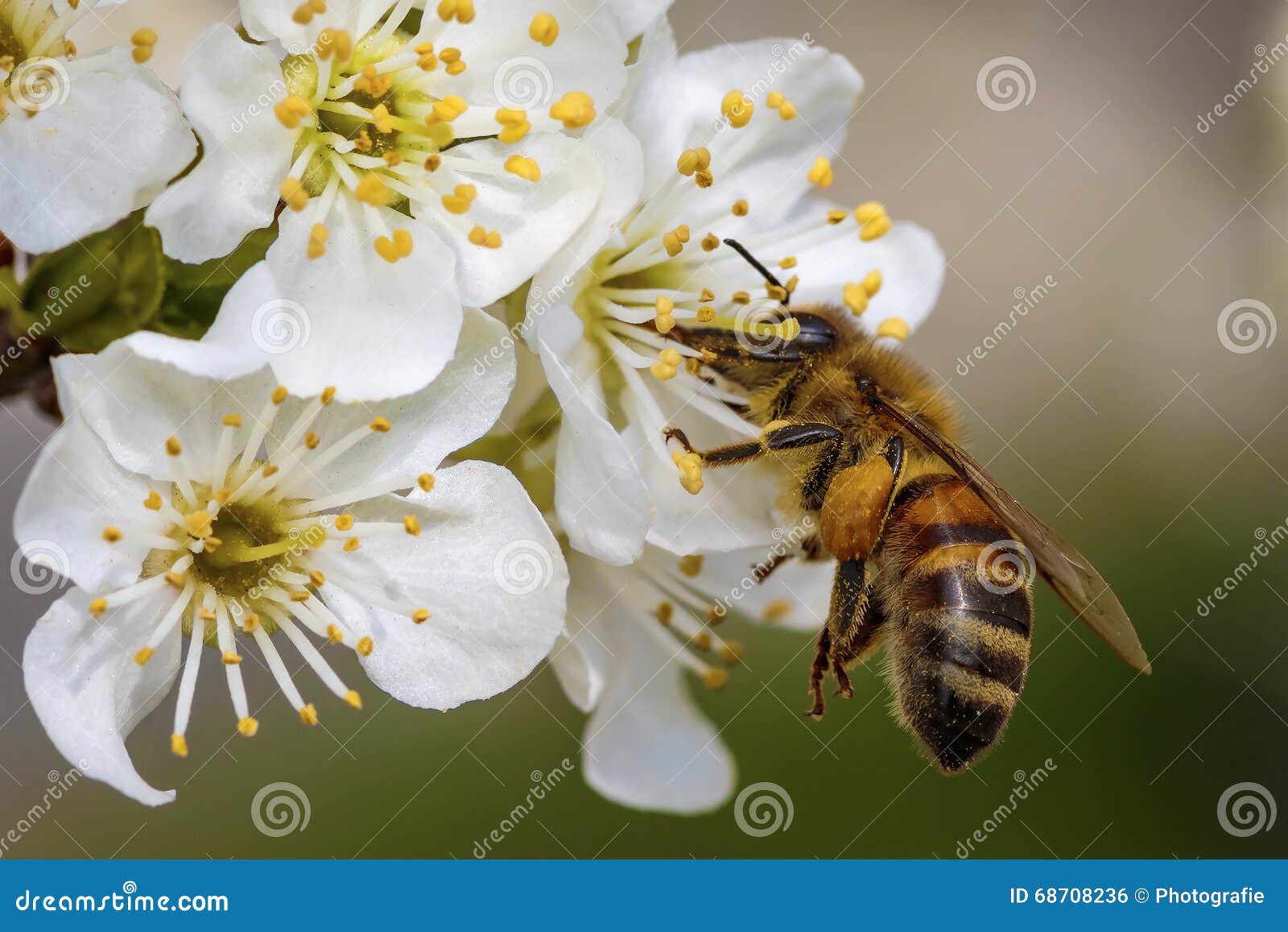 Bee on a Spring Flower Collecting Pollen Stock Photo - Image of flying ...