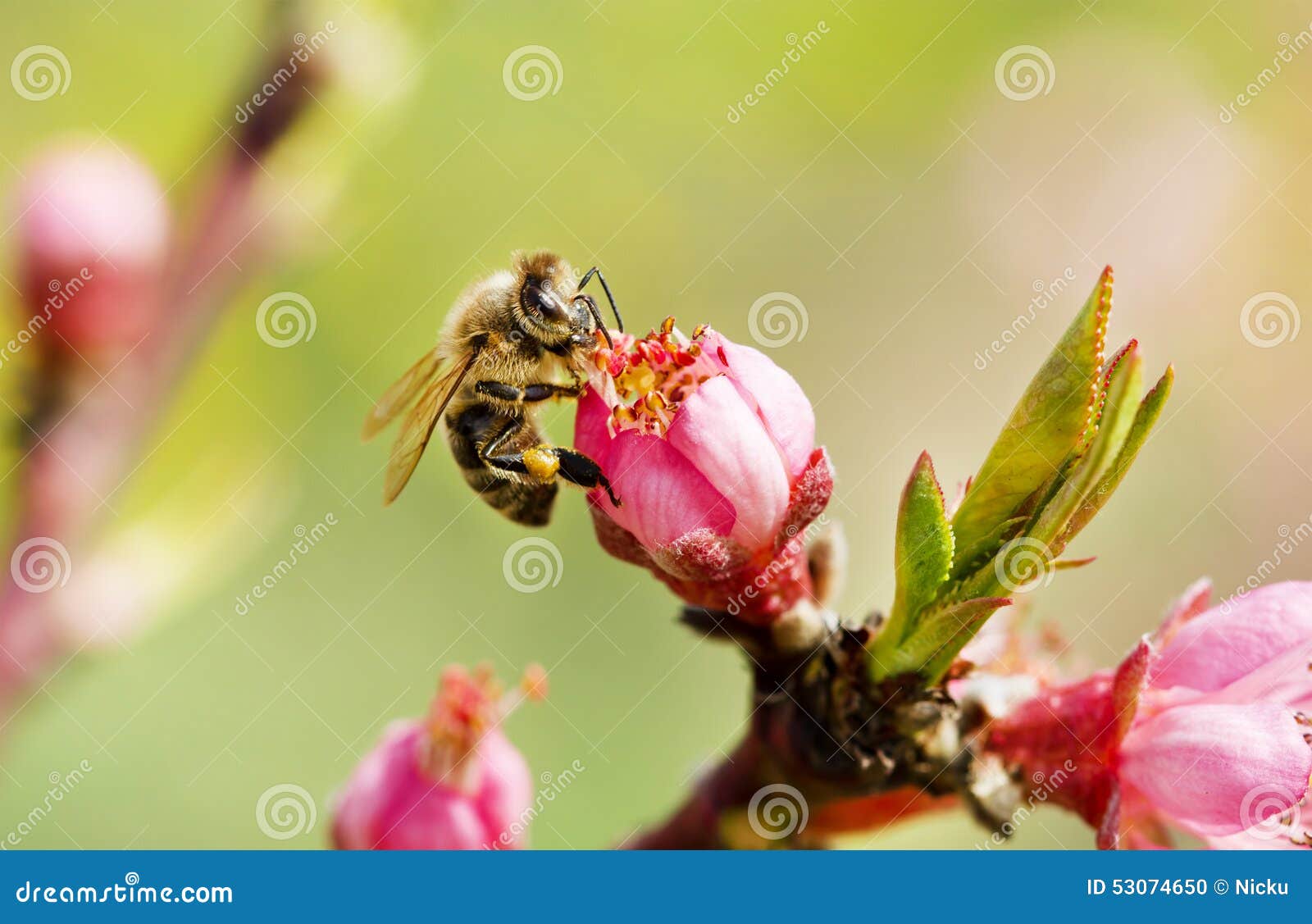 Bee on a Spring Pink Flower Stock Photo - Image of insect, honey: 53074650