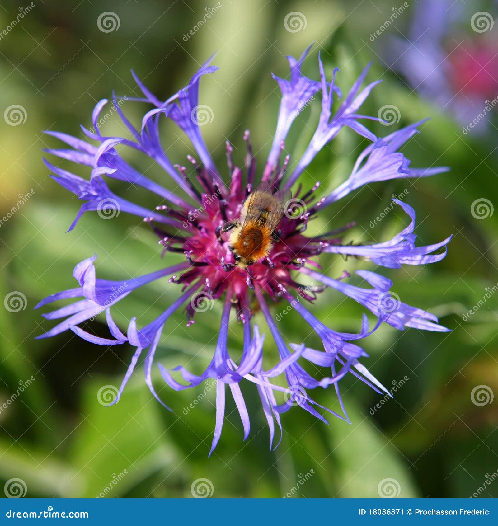 Bee square stock image. Image of petal, savage, pollen - 18036371