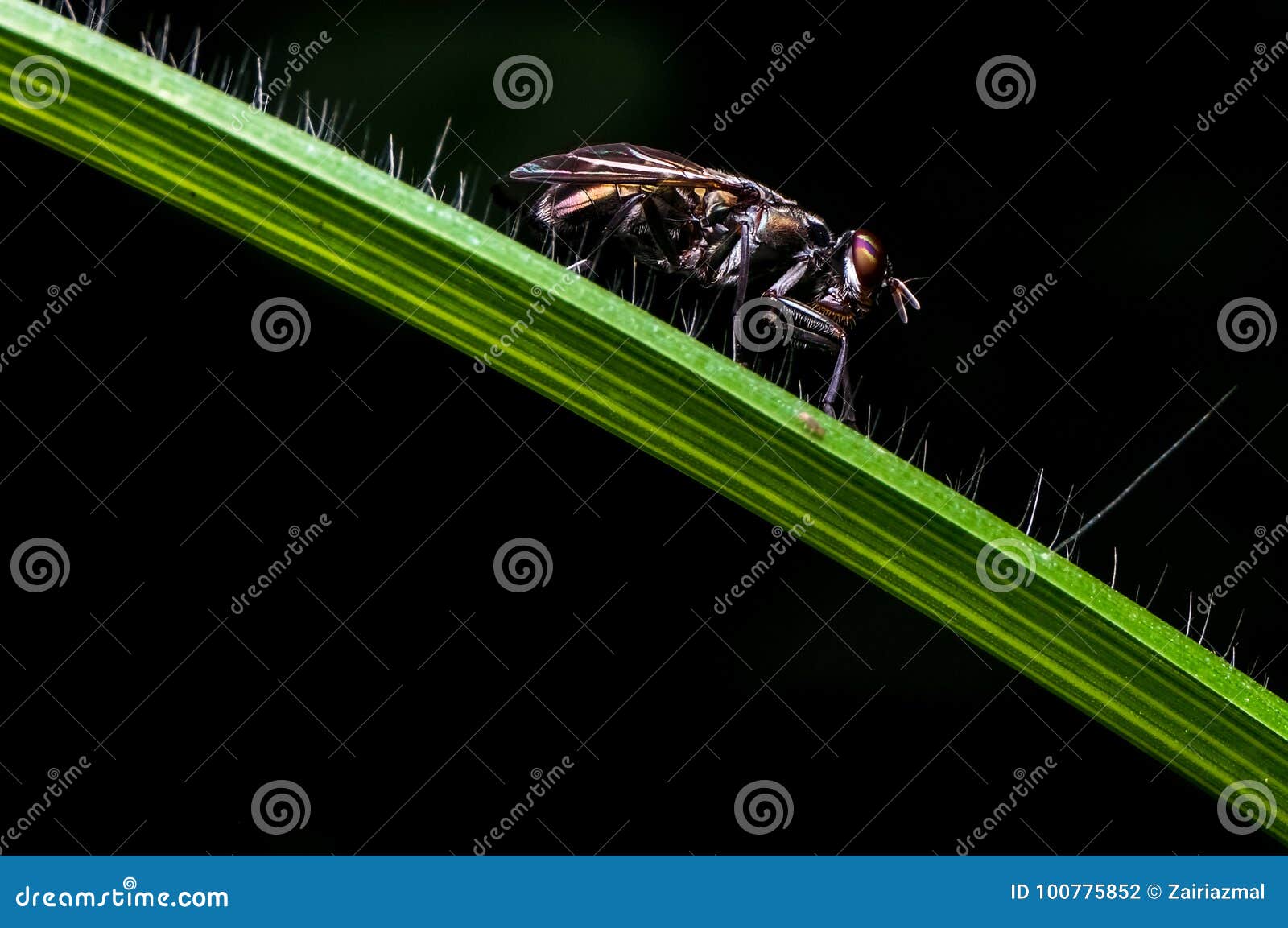 Bee standing on the grass stock photo. Image of apiary - 100775852