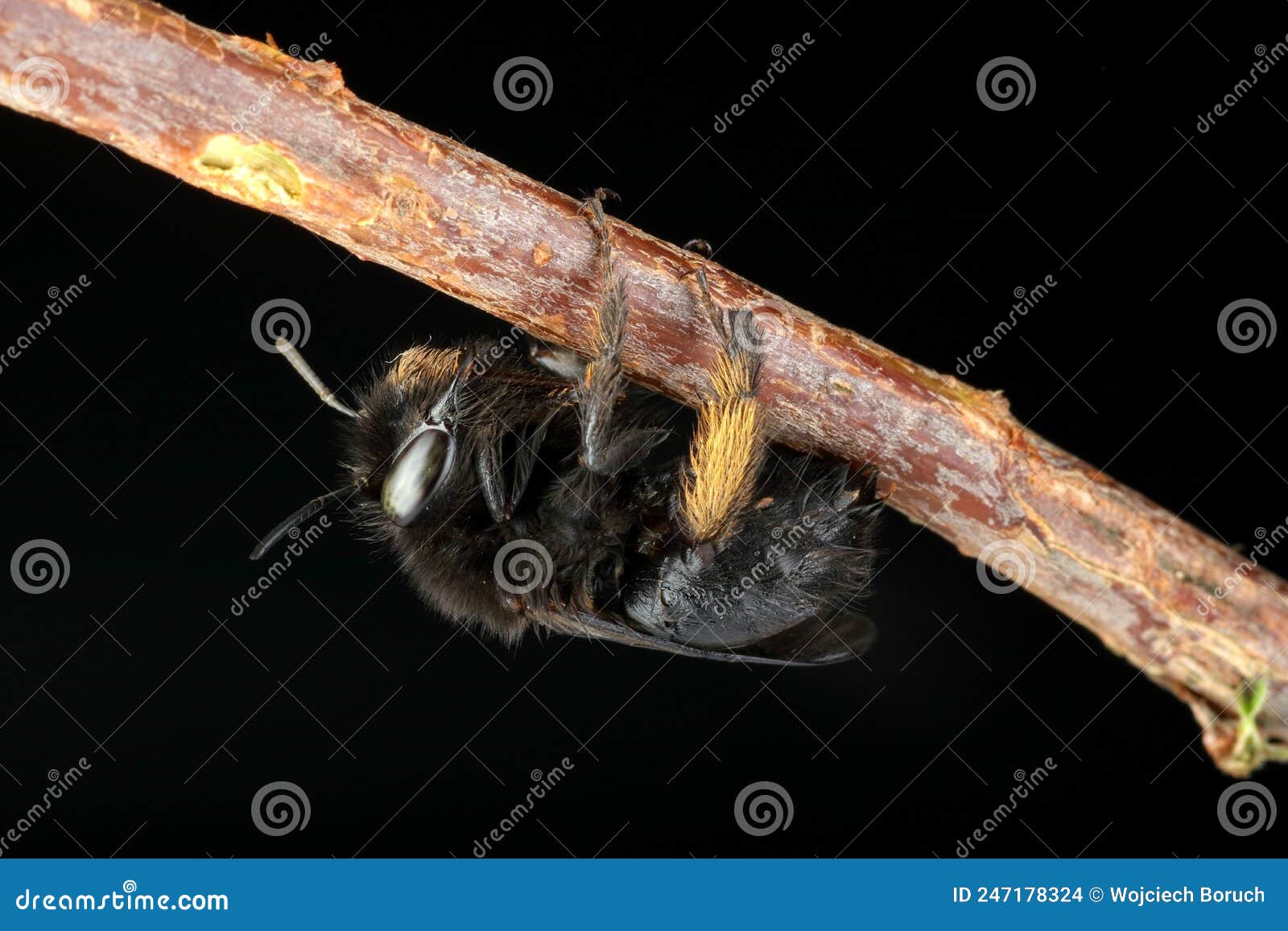 Bee on a stick stock photo. Image of stick, honey, insect - 247178324