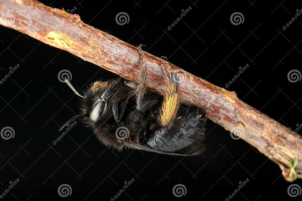 Bee on a stick stock photo. Image of stick, honey, insect - 247178324