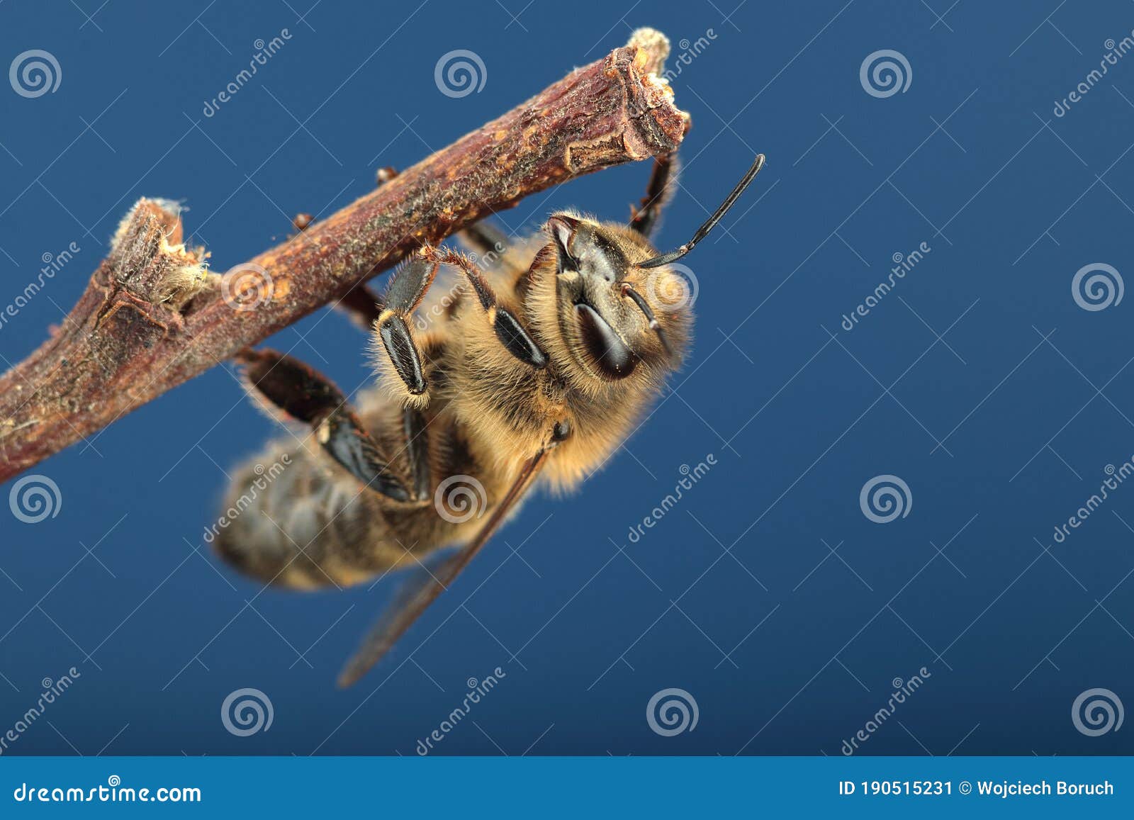 Bee on a stick stock image. Image of yellow, blue, pollination - 190515231