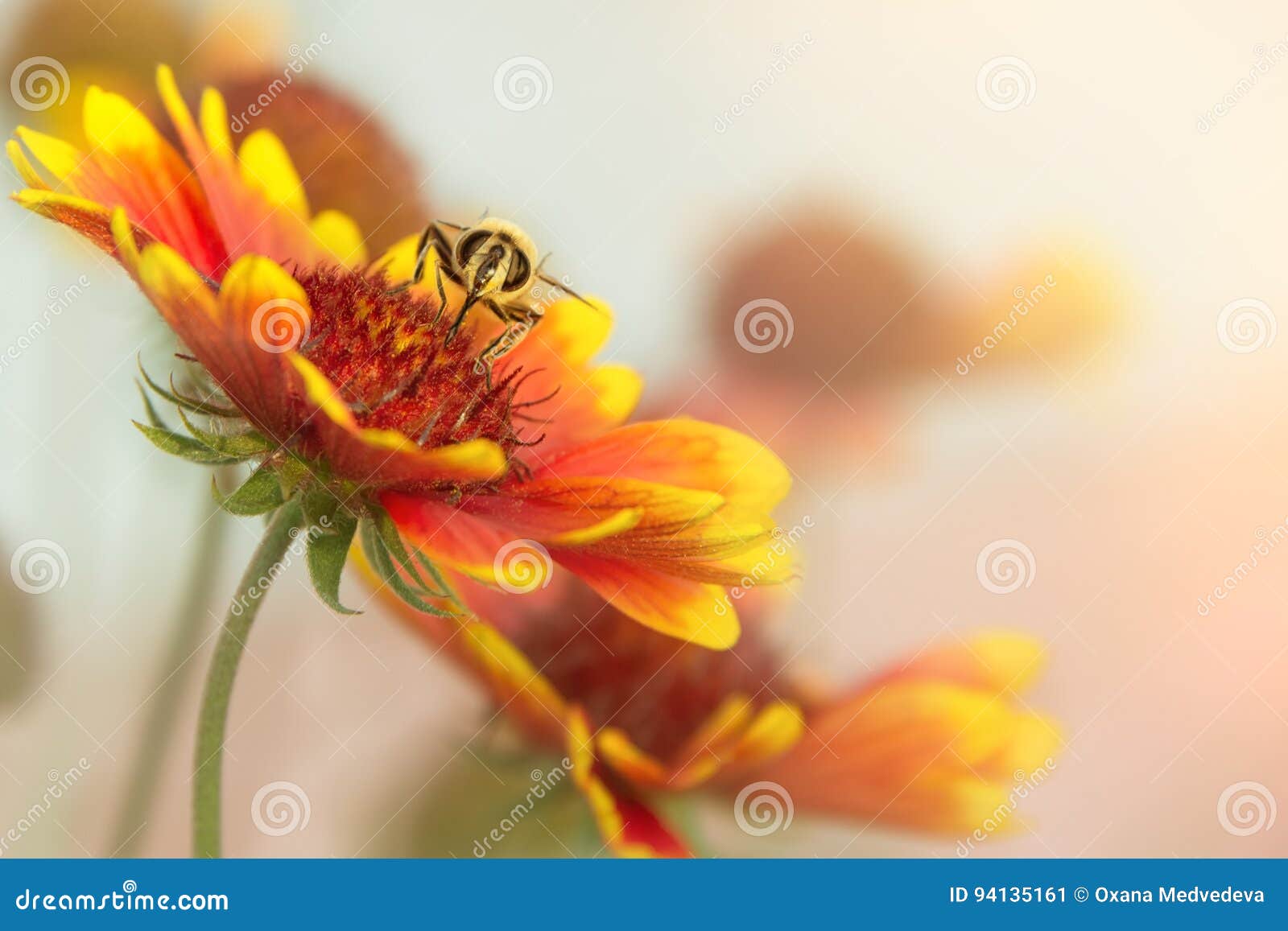 The Bee Sting on a Sunny Flower Closeup on Dawn. Copy Space Stock Image ...