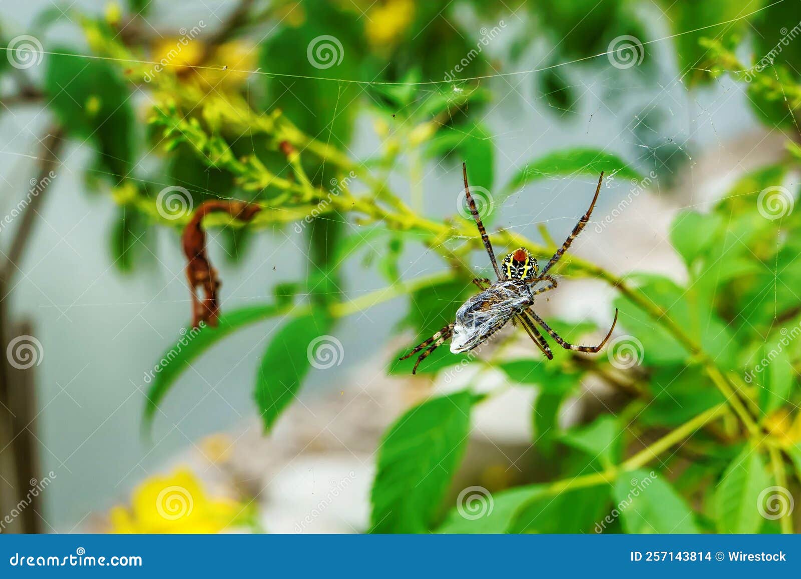 Bee Stocked on a Spider Wed on the Plant Stock Photo - Image of closeup ...