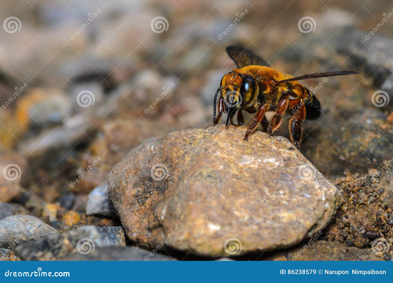 Bee on stone. stock image. Image of worker, gyrinocheilus - 86238579