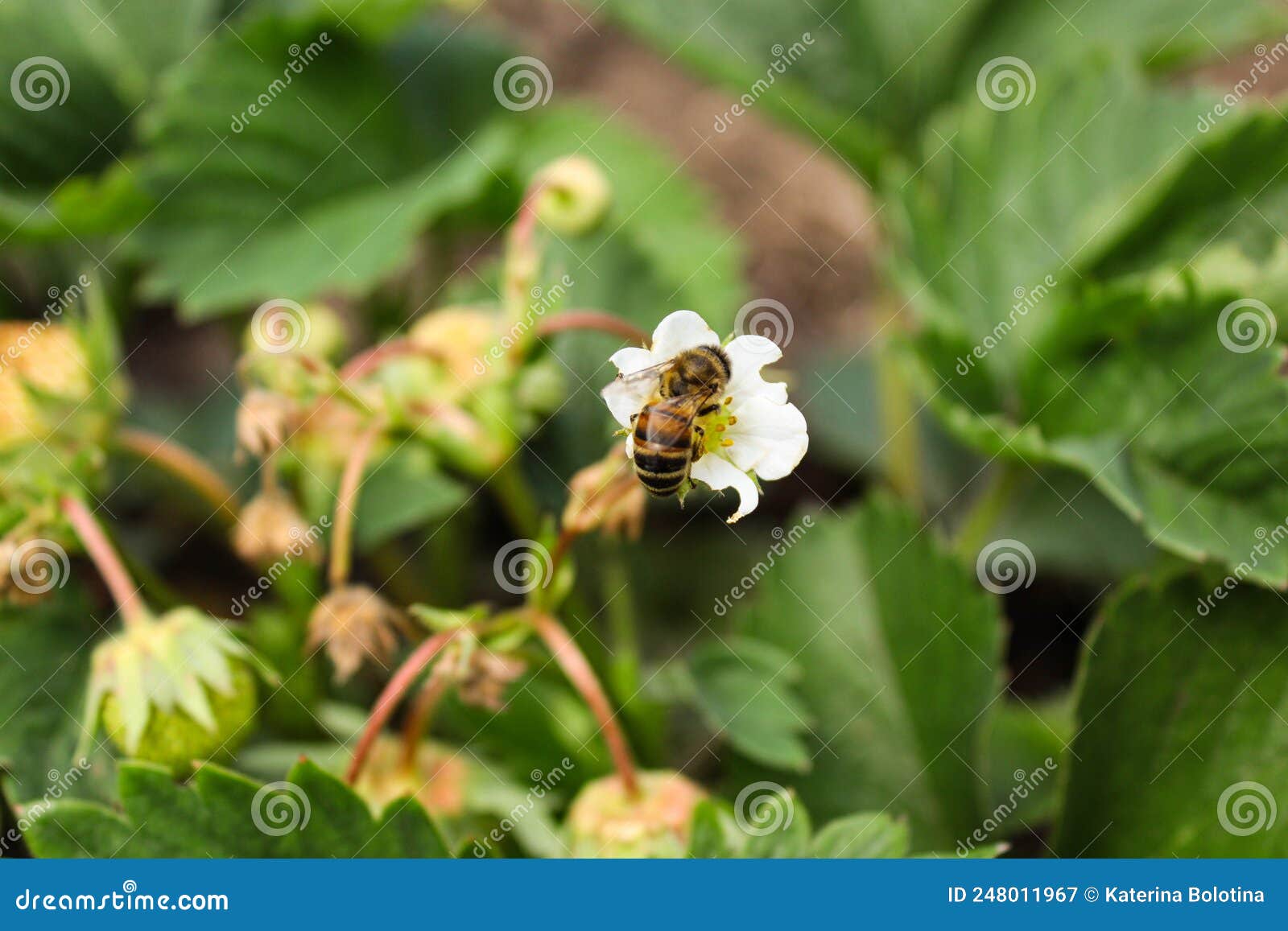 Bee on the Strawberry Flower Stock Image - Image of insect, plant ...