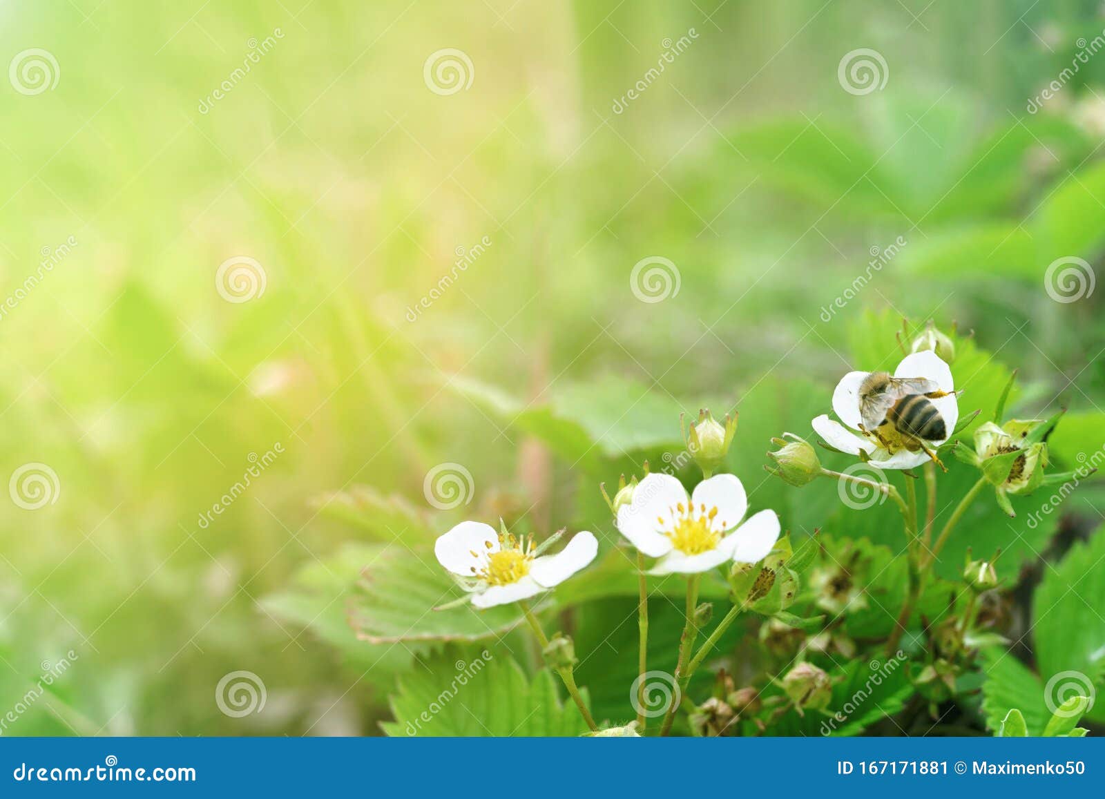 Bee on Strawberry White Flower. Spring Natural Flower Background Stock ...