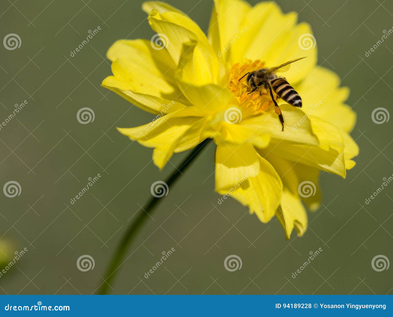 The Bee is Streching Her Leg while she is Working with the Pollen ...