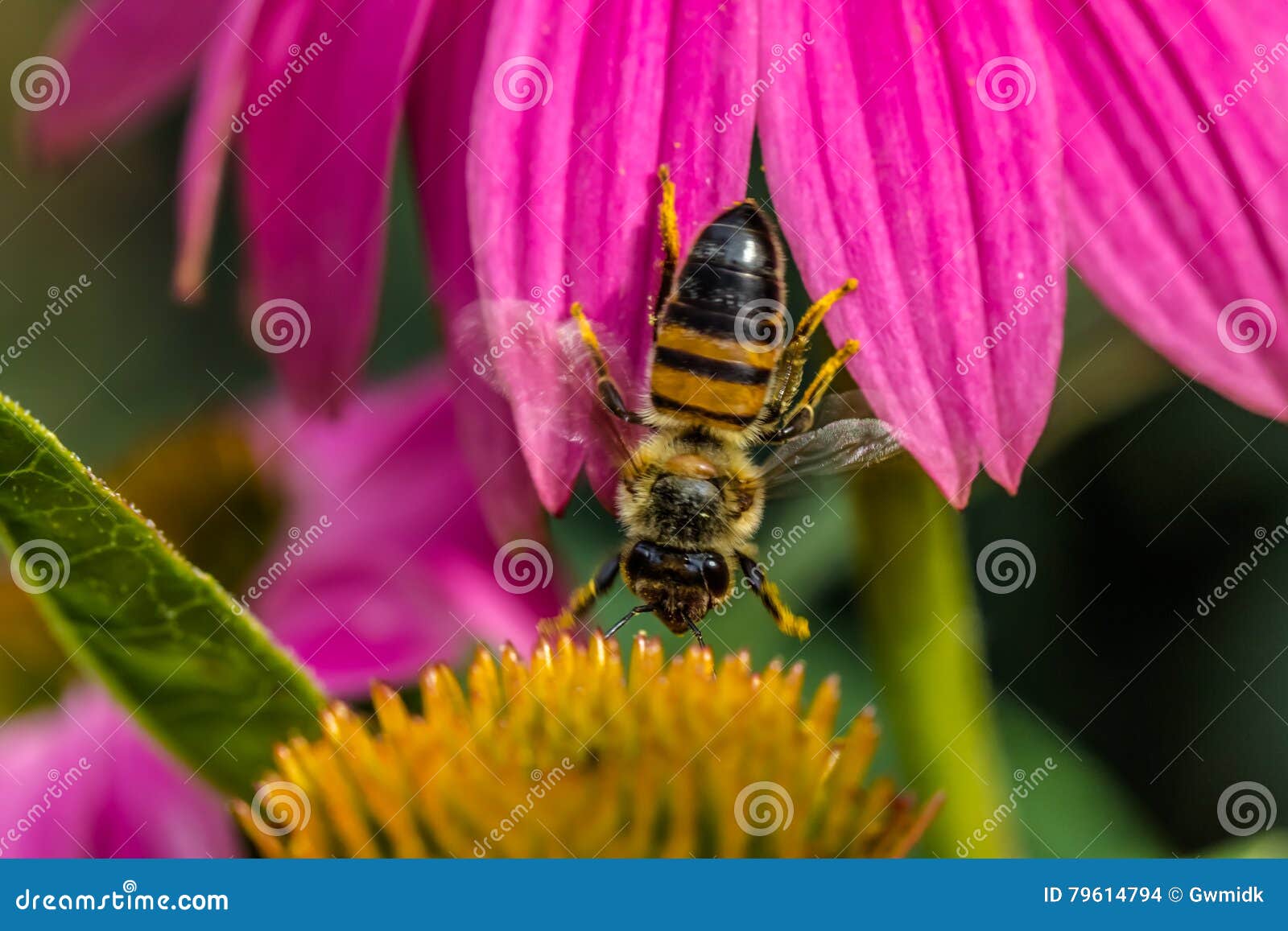 Bee Stretching between Flowers Stock Photo - Image of flowers, cone ...
