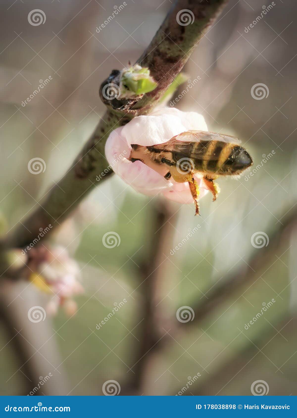 Bee Stuck in a Blossom stock photo. Image of plant, wildlife - 178038898