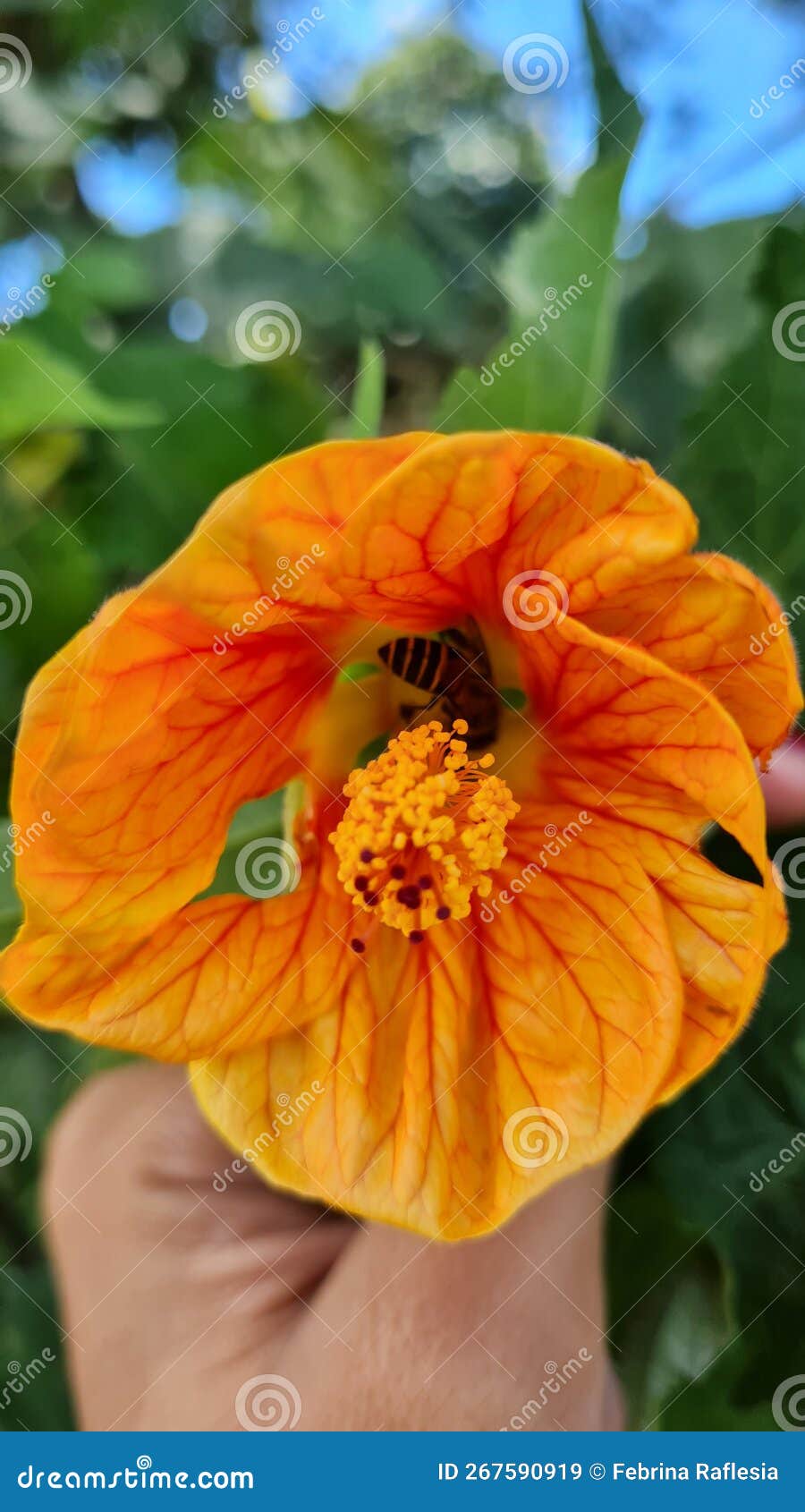 A Bee Stuck in a Flower stock image. Image of stuck - 267590919