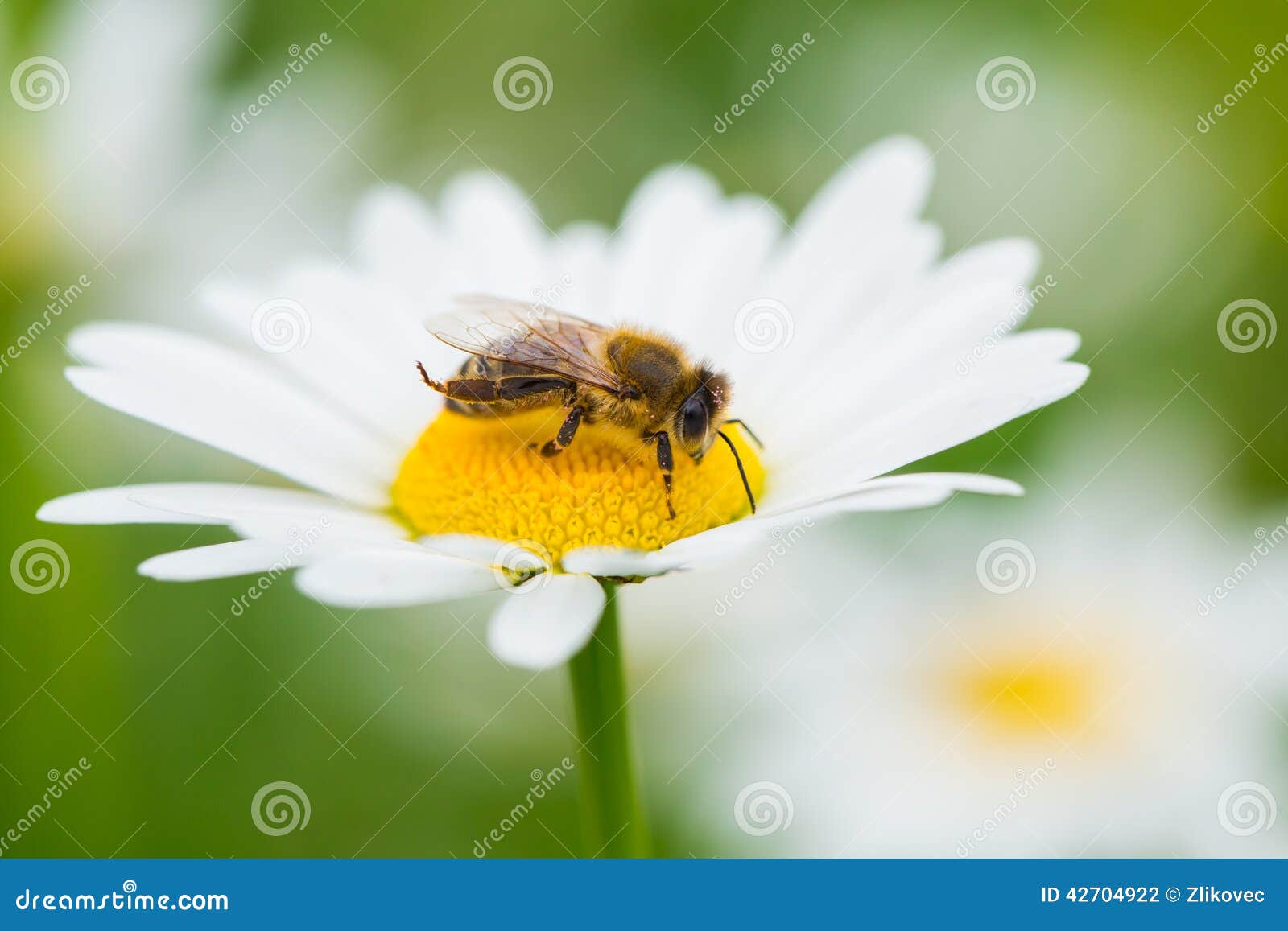 Bee Sucking Nectar from a Daisy Flower Stock Photo - Image of floral ...