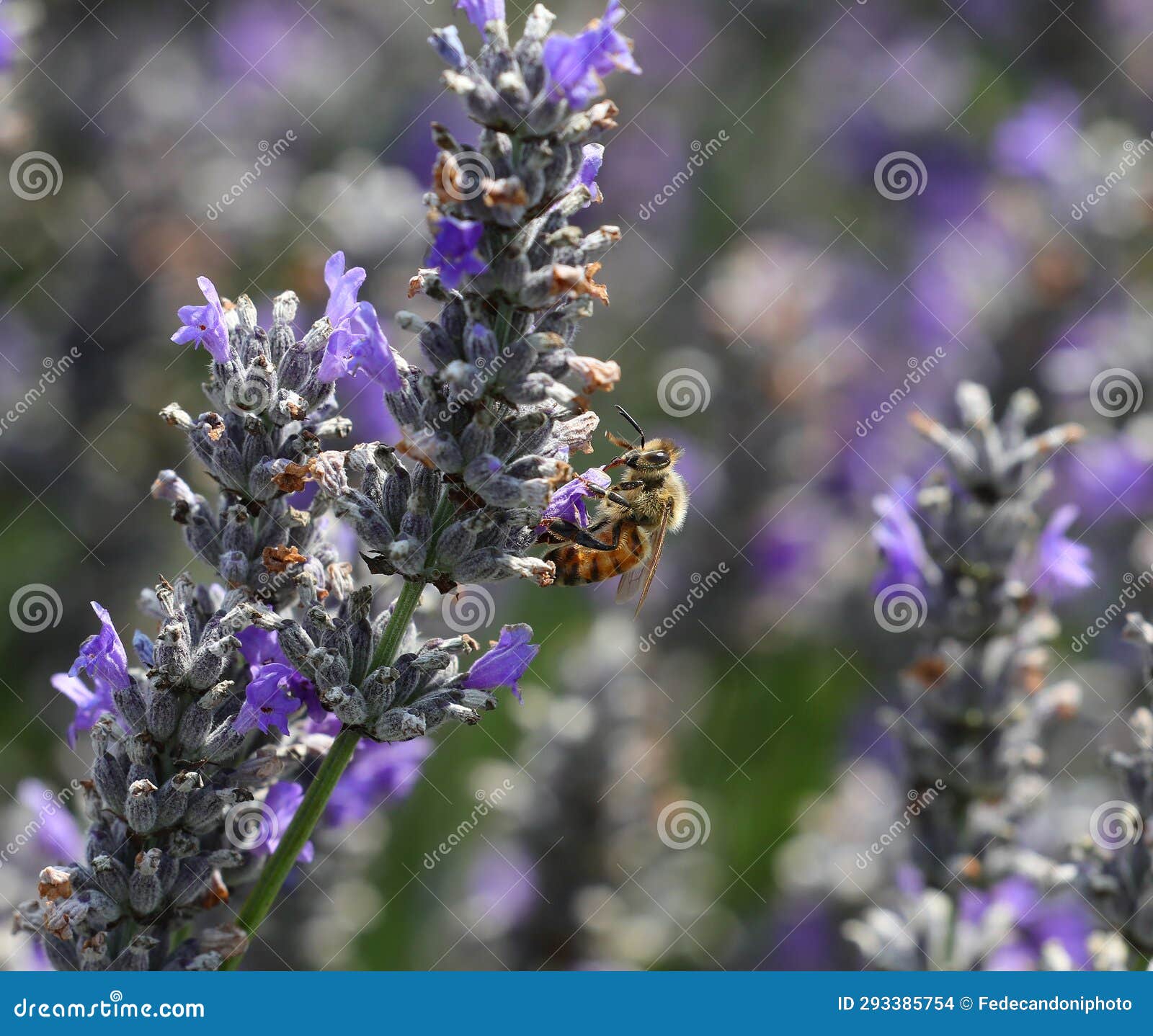 Bee Sucking Nectar from Lavender Flower in Summer Stock Photo - Image ...