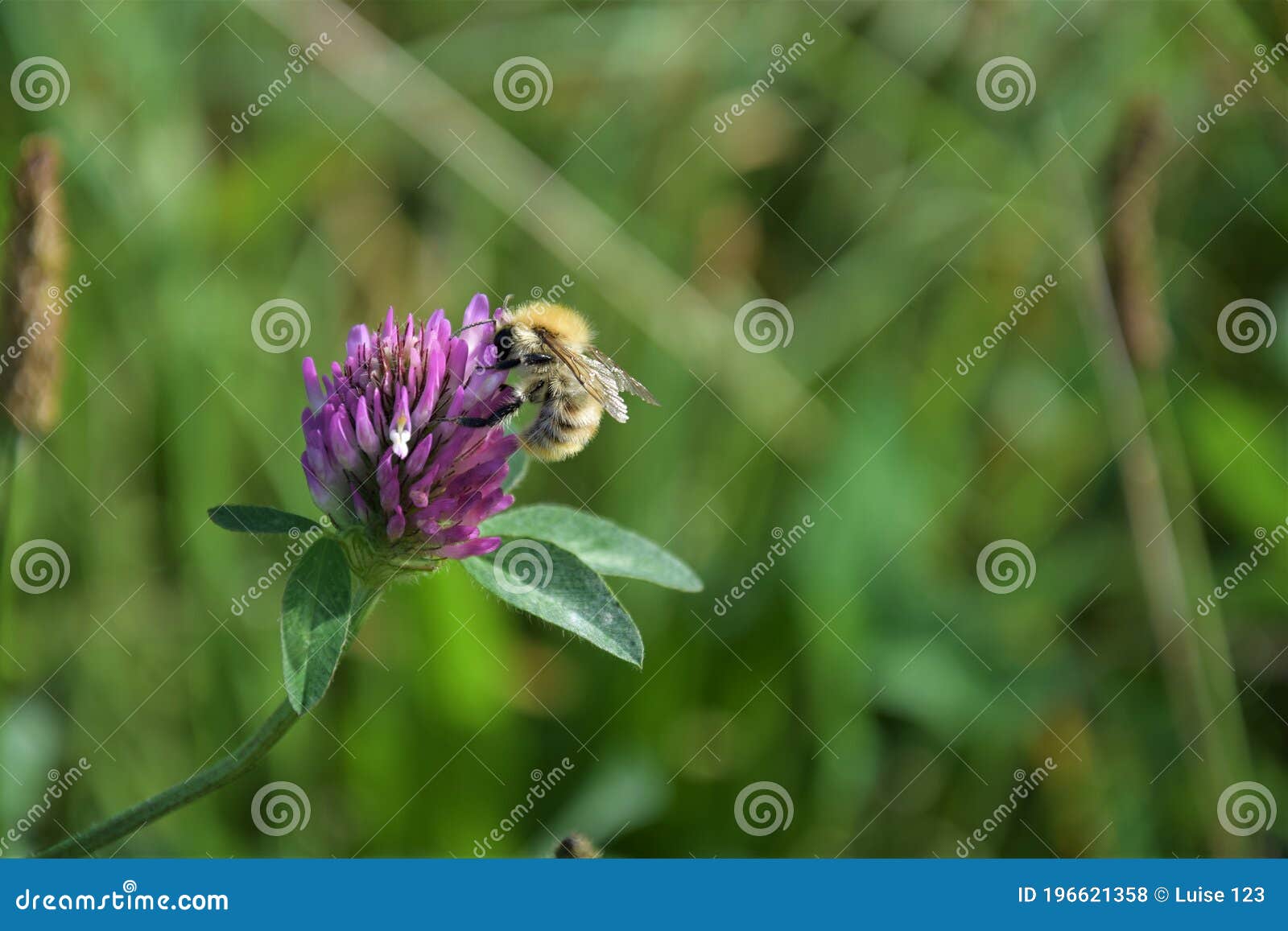 Bee Sucks Nectar from a Red Clover Blossom Stock Photo - Image of ...