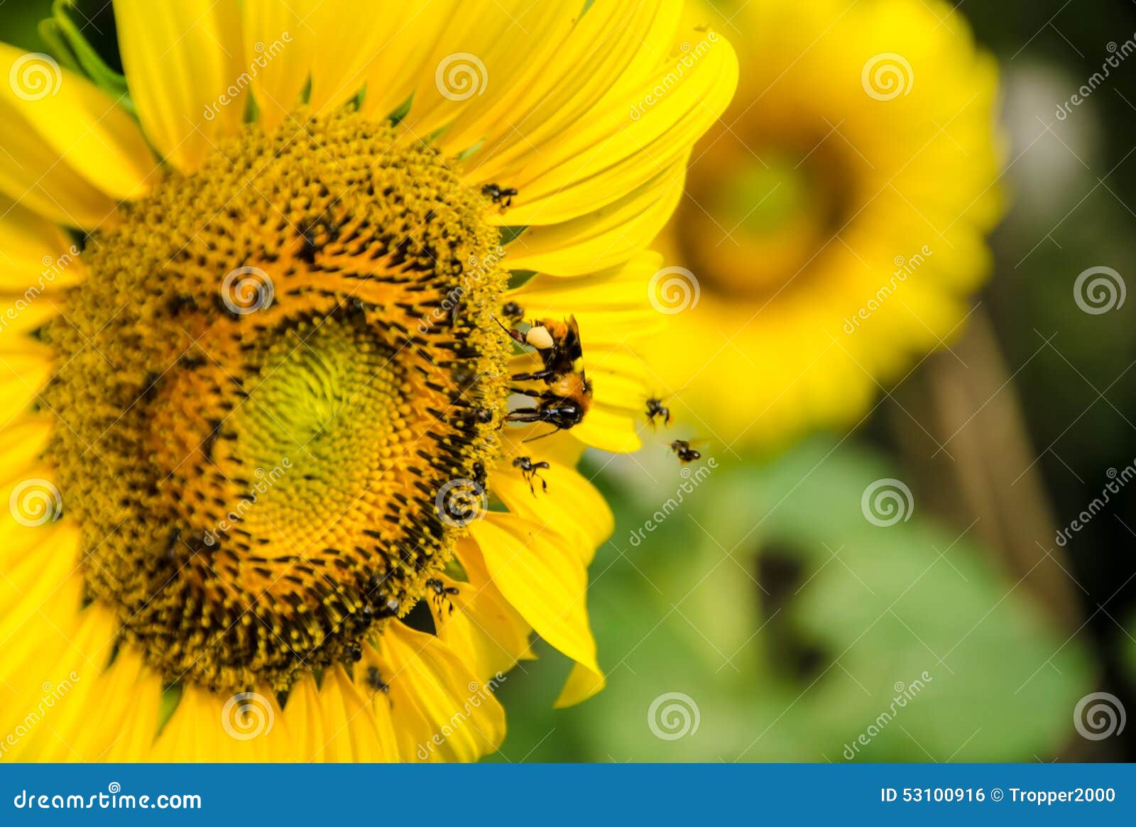 Bee in sun flower stock photo. Image of botany, agriculture - 53100916