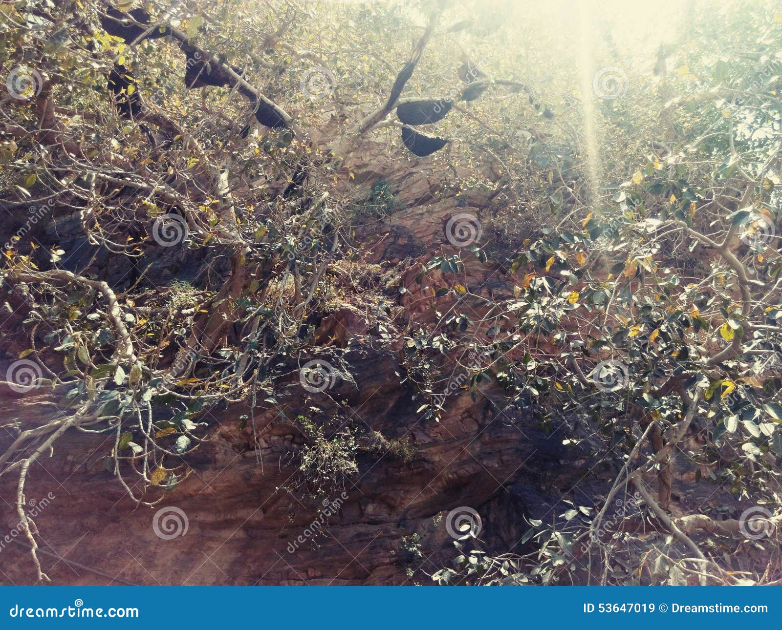Bee in Sun Ray stock image. Image of nest, green - 53647019