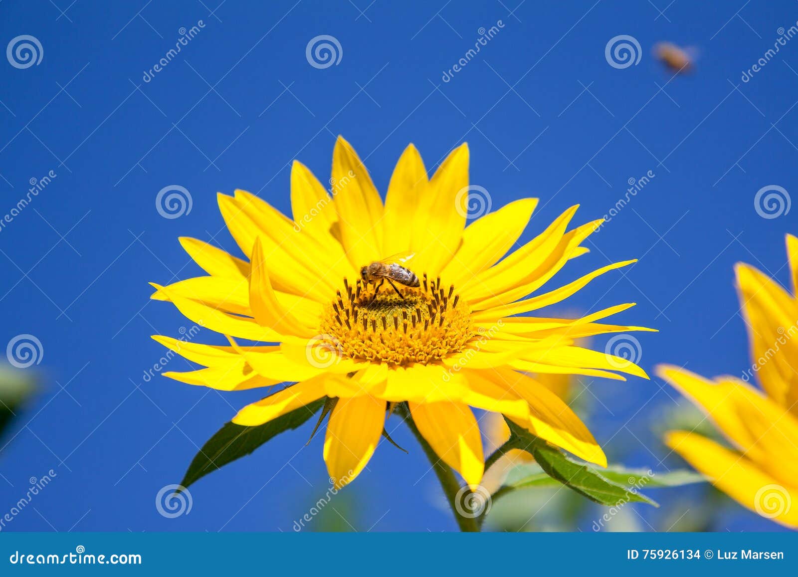 Bee on a sunflower stock photo. Image of agriculture - 75926134