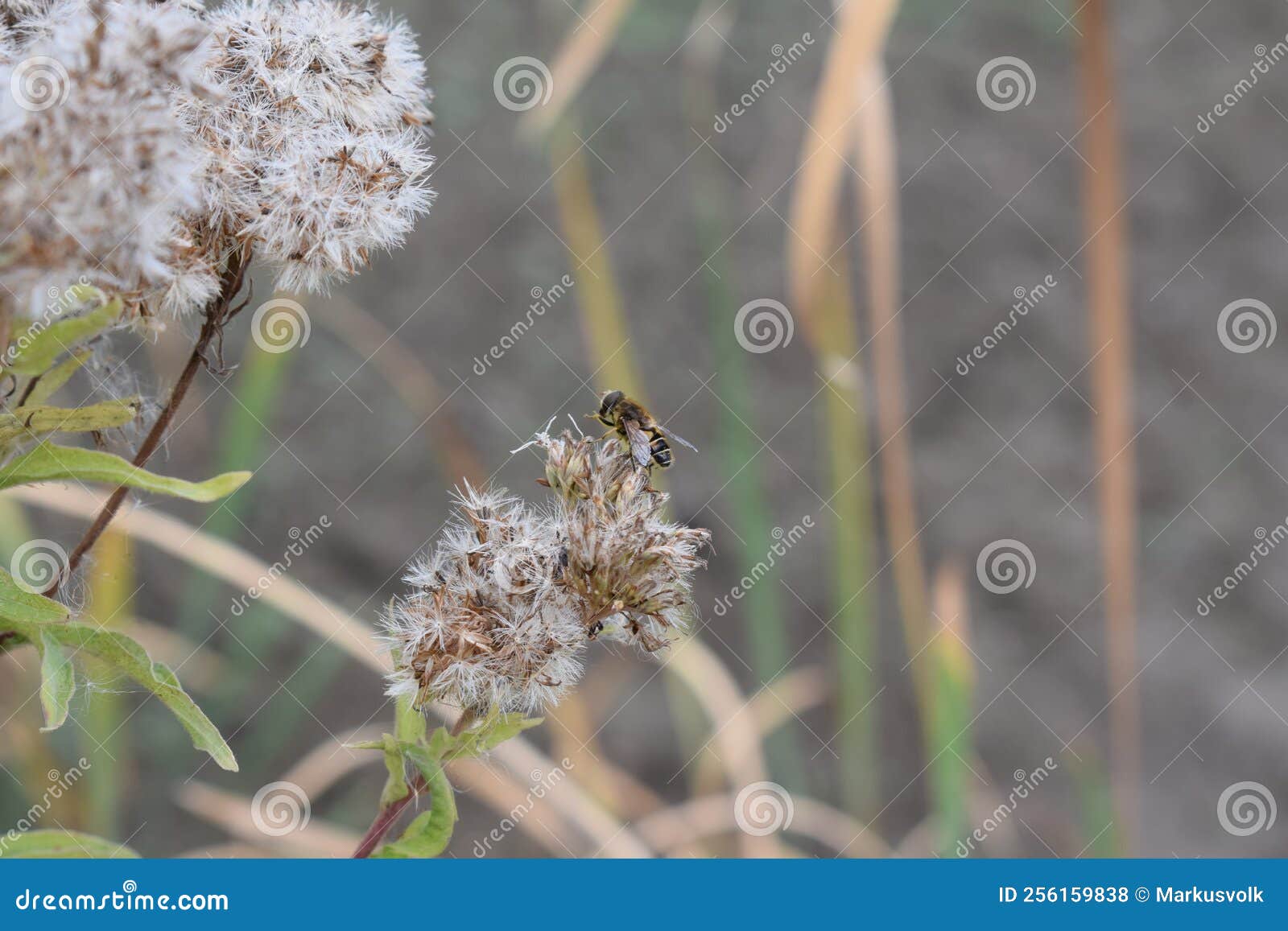 Bee on a swamp flower stock photo. Image of wool, wildflower - 256159838