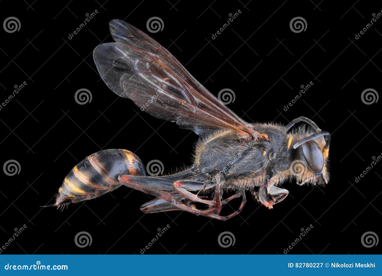 Bee, Swap, Honey, Background Flower Insects Royalty-Free Stock Photo ...