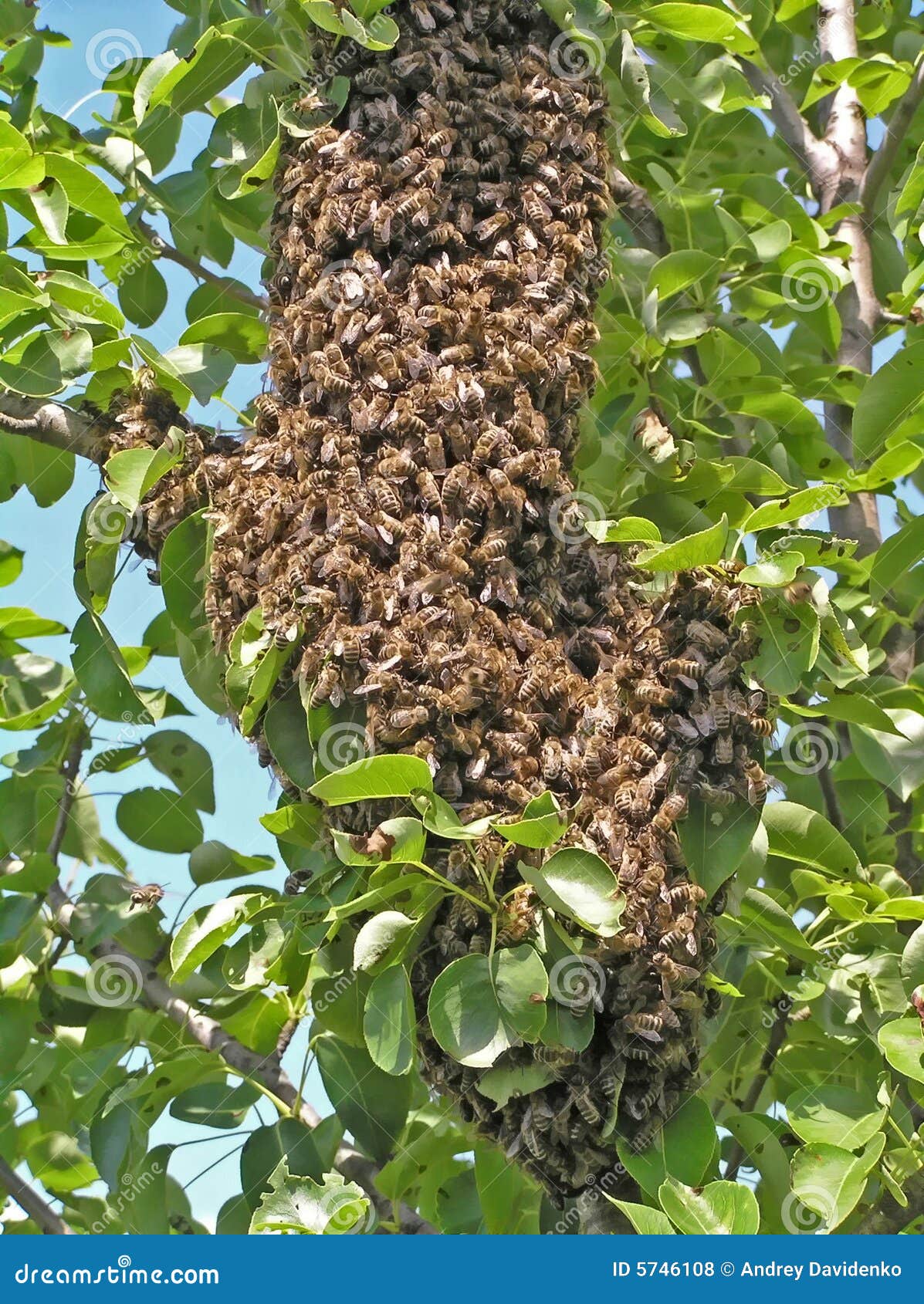 The Great British Bee Count – Kal's Gardening