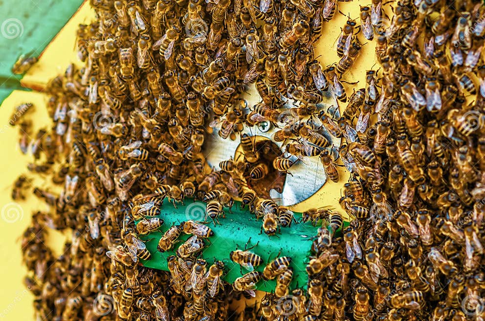 Bee Swarm on Beehive Wall. Exit of the Swarm from the Hive. Escape of ...