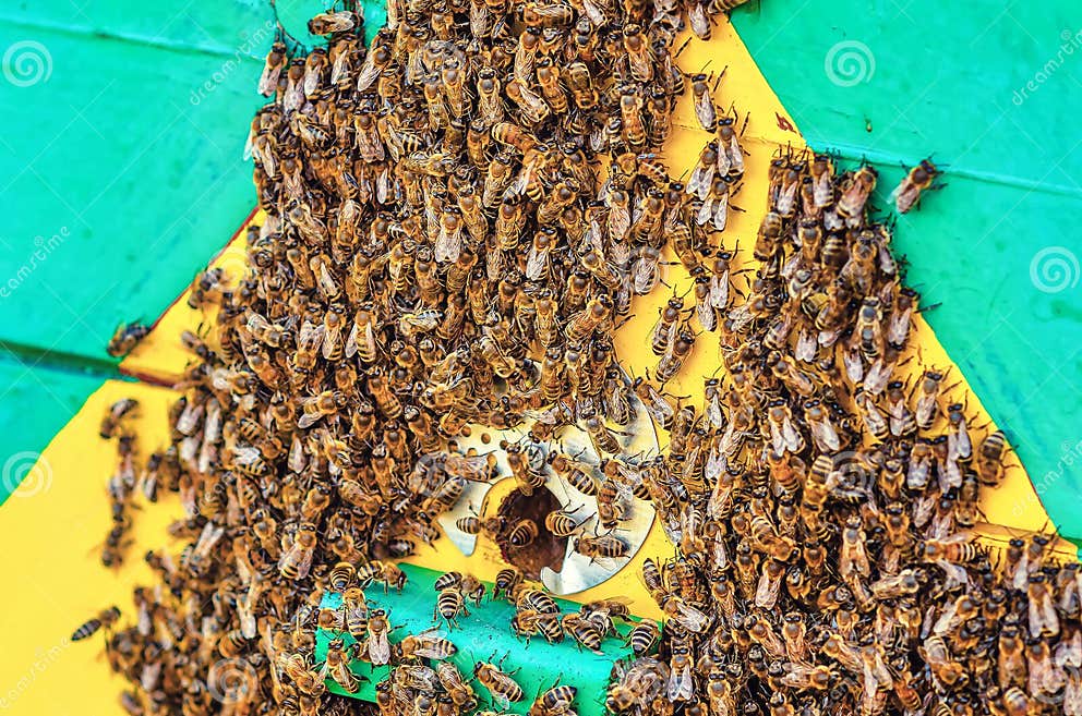 Bee Swarm on Beehive Wall. Exit of the Swarm from the Hive. Escape of ...