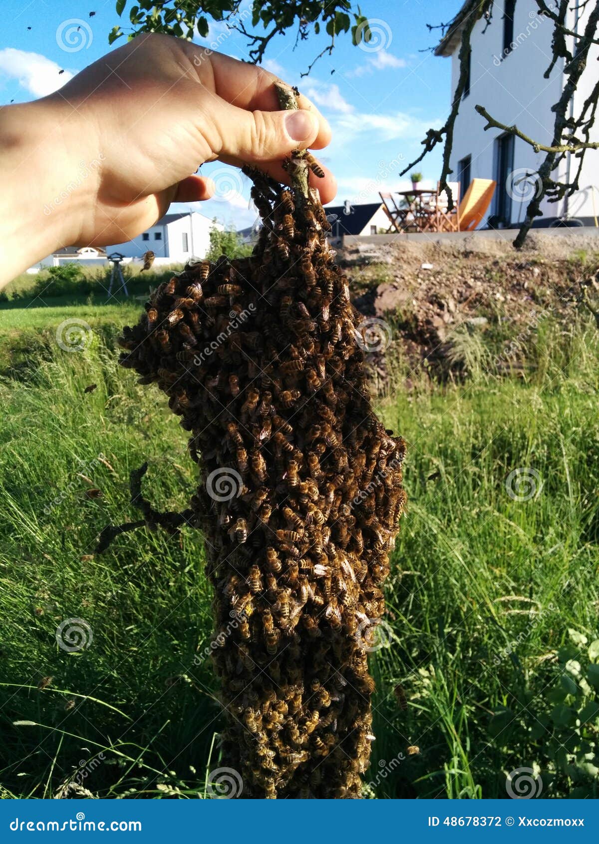 Bee swarm stock photo. Image of queen, controlling, honeycomb - 48678372